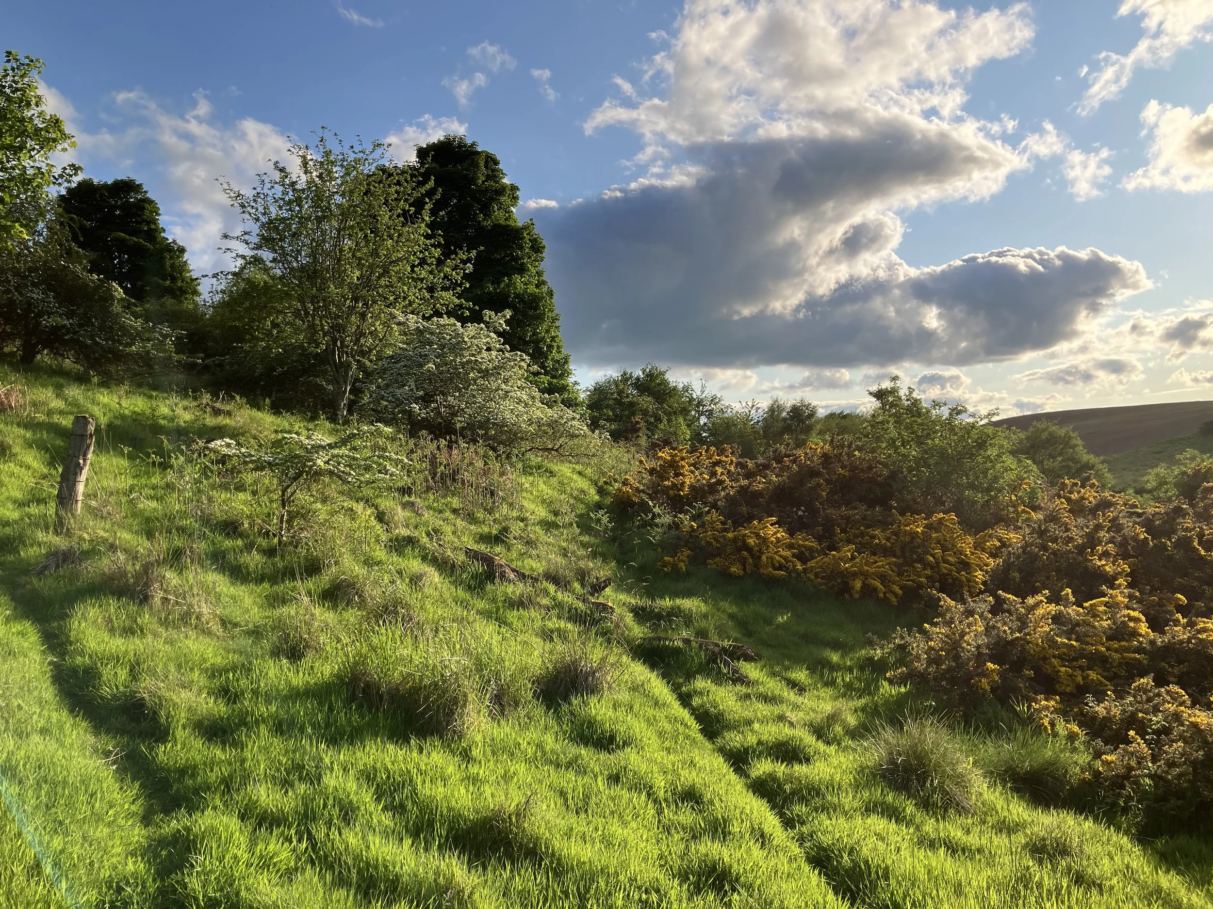 Step-by-Step Biodynamic Woodland Management — The Field Centre