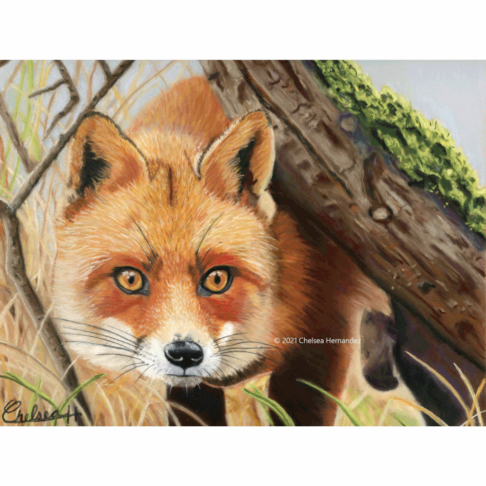 Red Fox Artist
