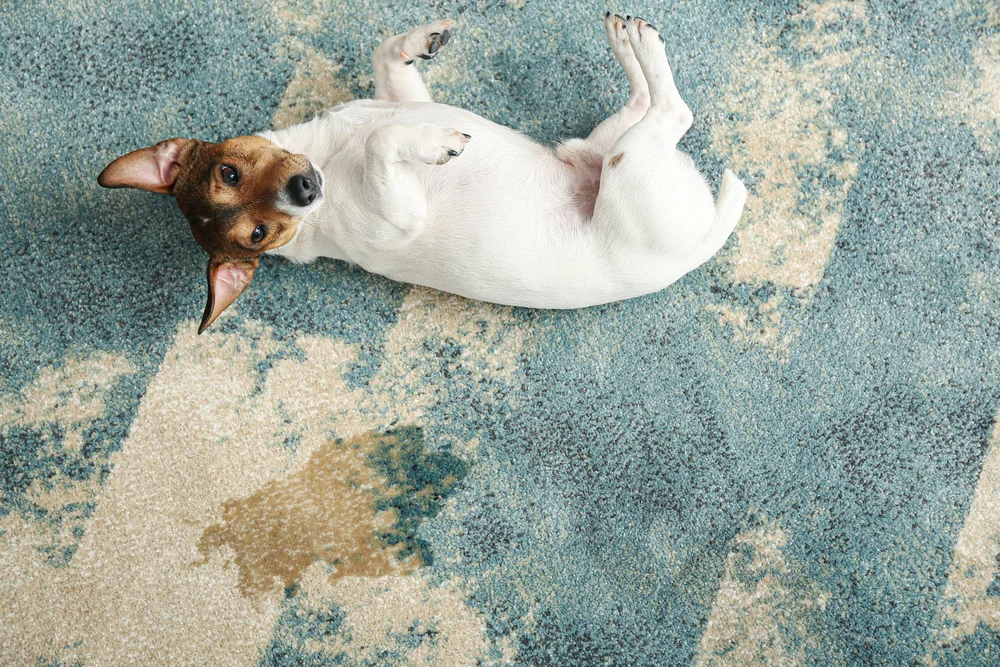 Products — WhataShield