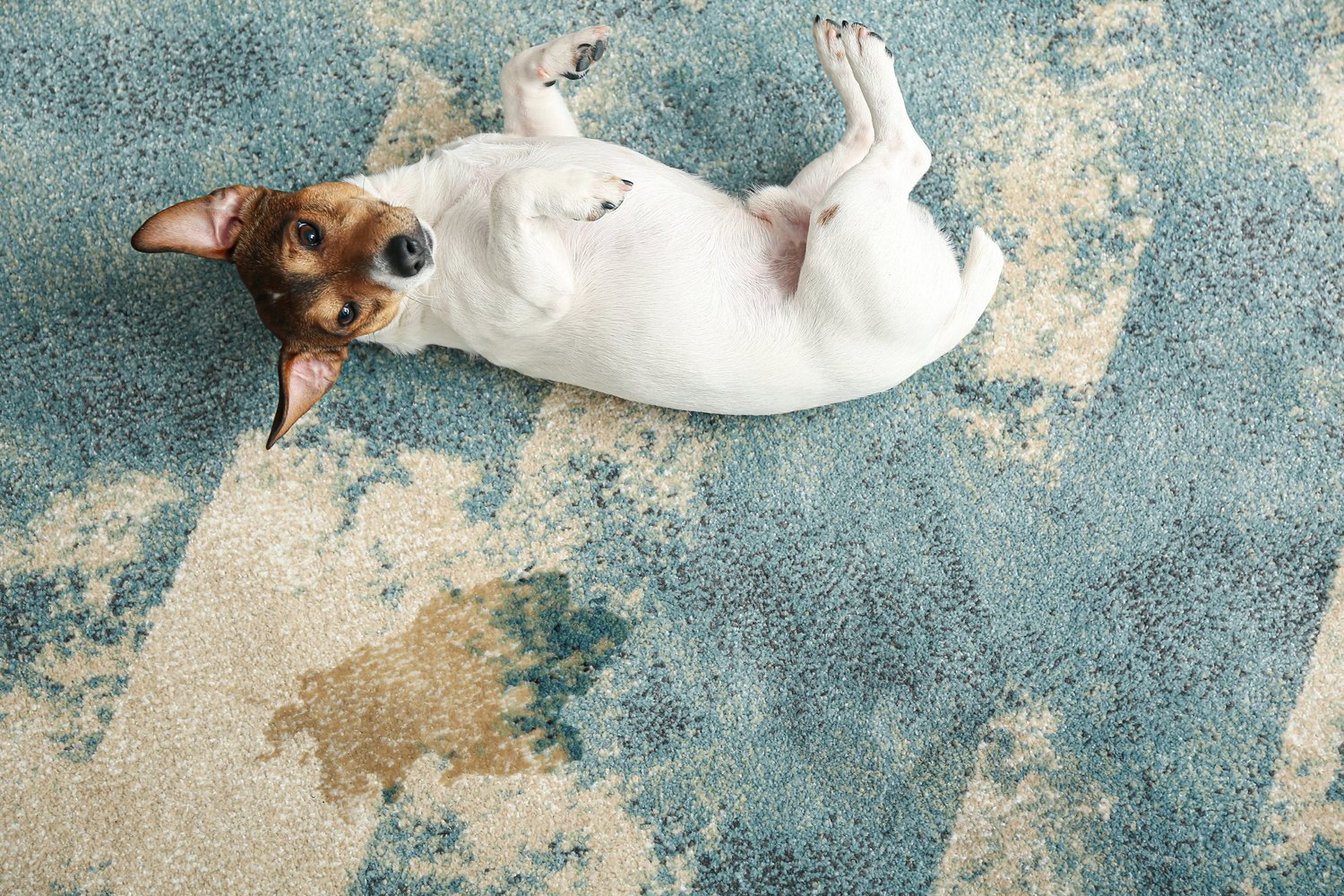 Products — WhataShield