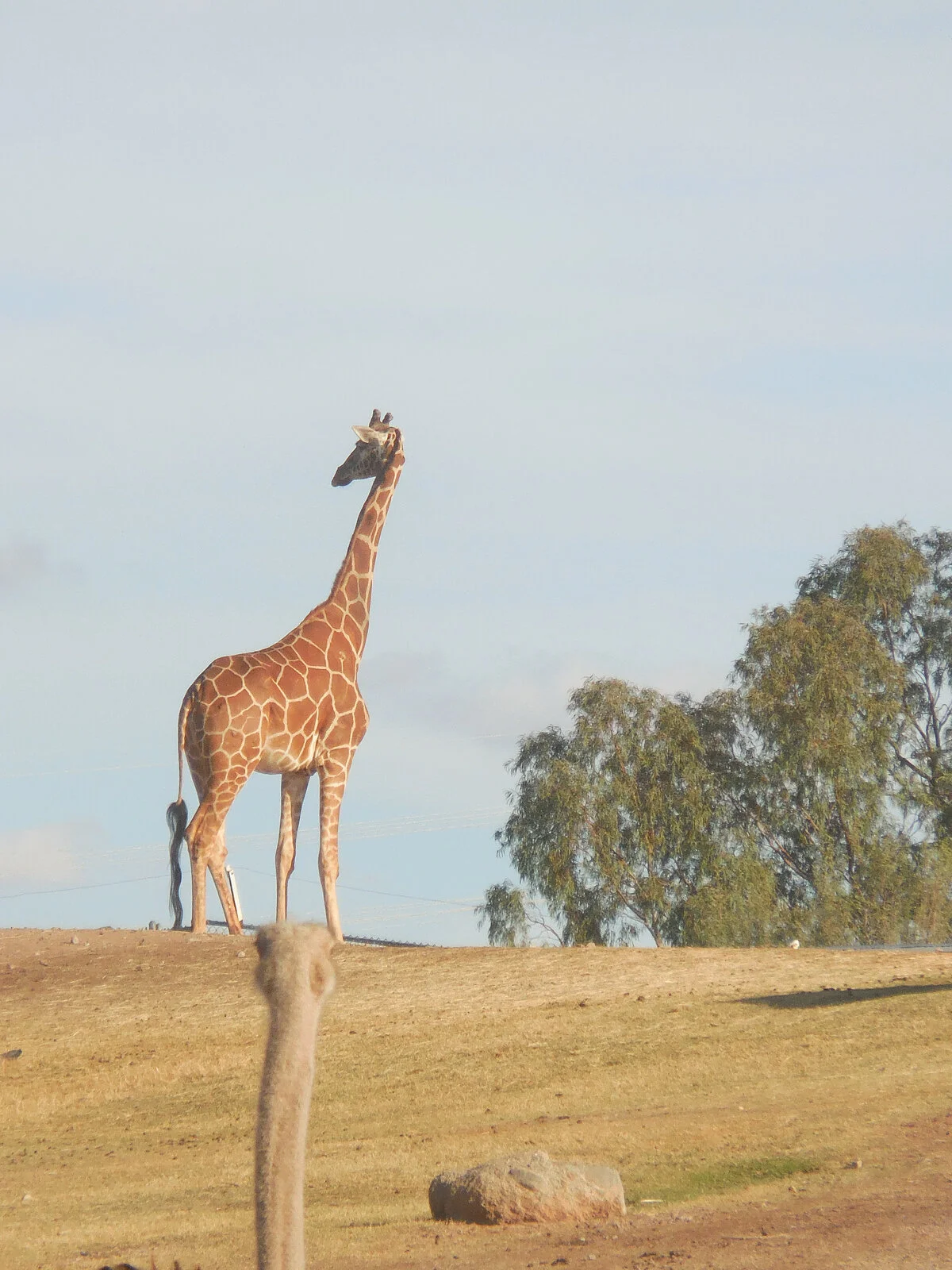 Brody's Jungle Birthday Party at the Phoenix Zoo — Momma Society