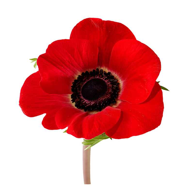 RSL Australia Symbolism — RSL Australia