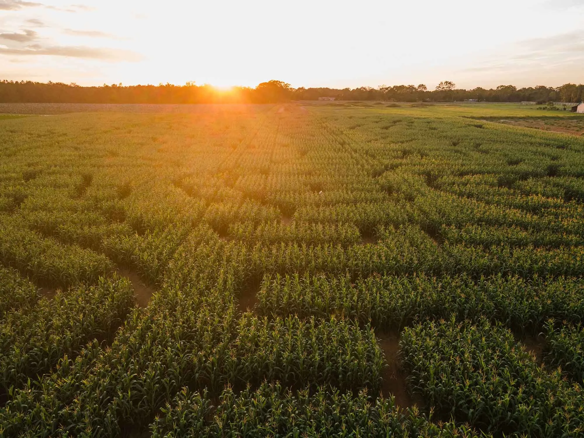 Tart's Mega Corn Maze