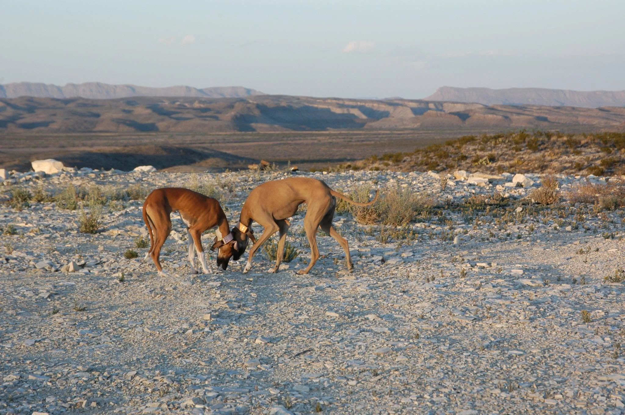 American Azawakh Association