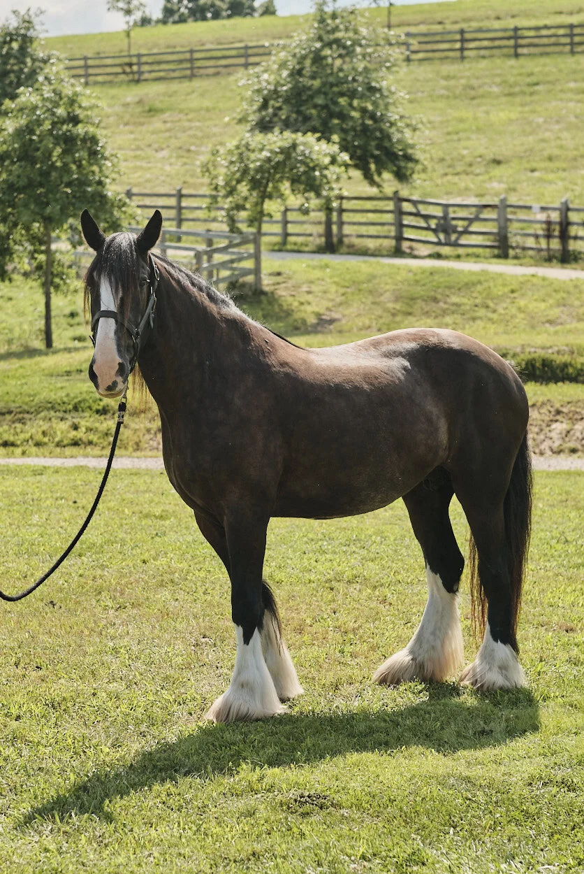 Hermann Farm's Black Shires — HERMANN FARM