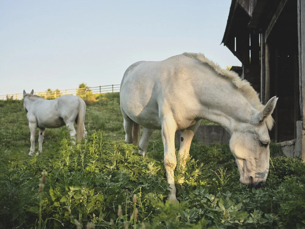 Hermann Farm's Missouri Mules — HERMANN FARM