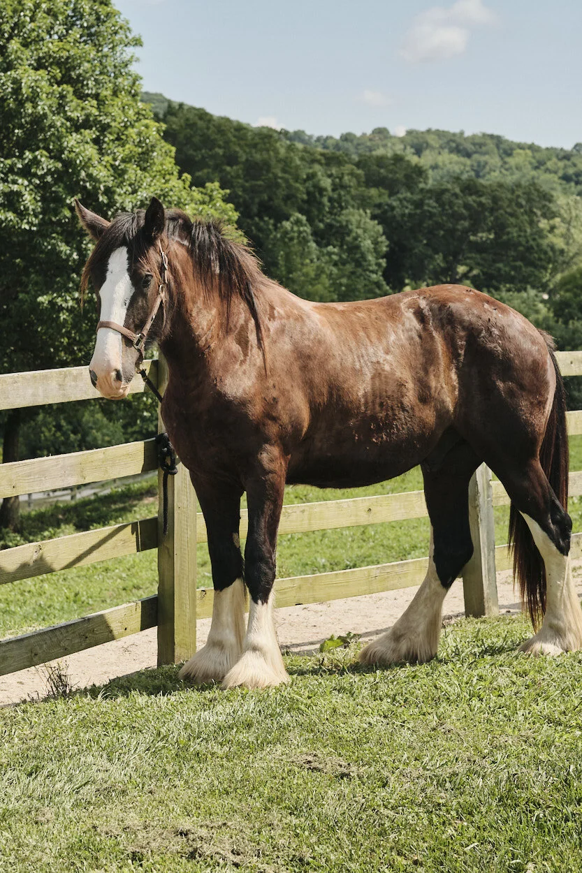 Hermann Farm's Black Shires — HERMANN FARM