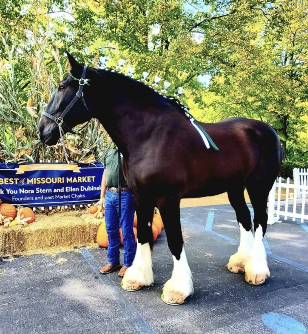 Hermann Farm's Black Shires — HERMANN FARM