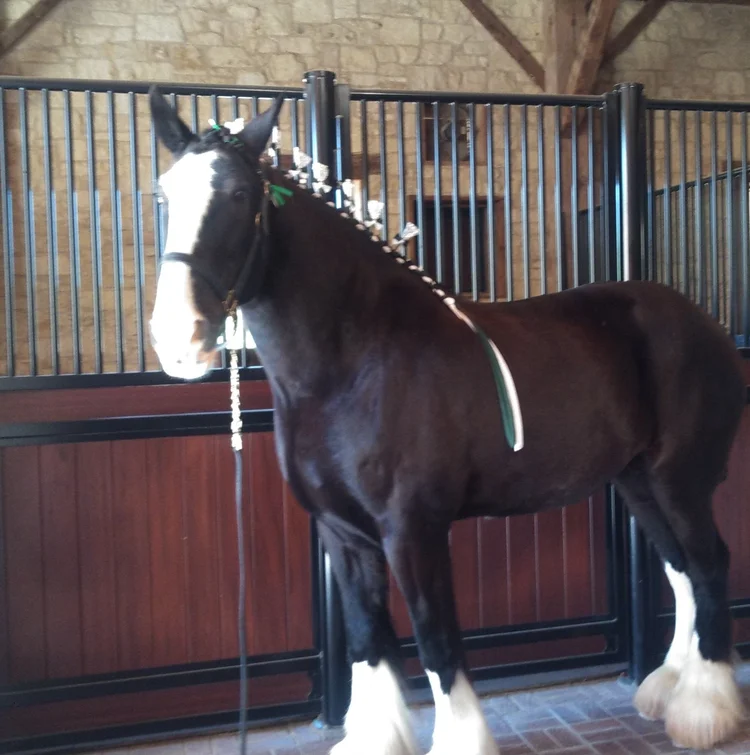 Hermann Farm's Black Shires — HERMANN FARM