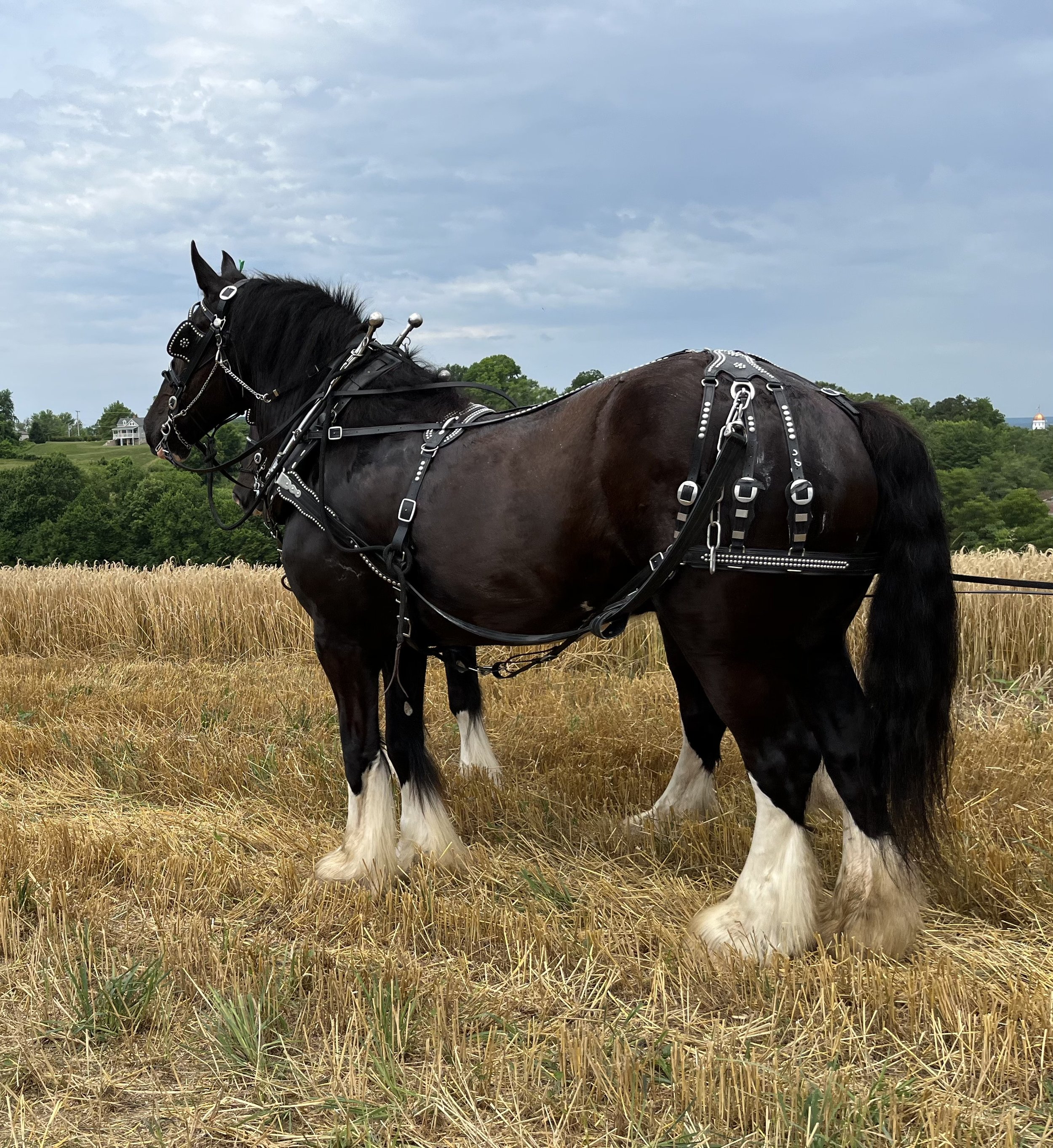 Hermann Farm's Black Shires — HERMANN FARM
