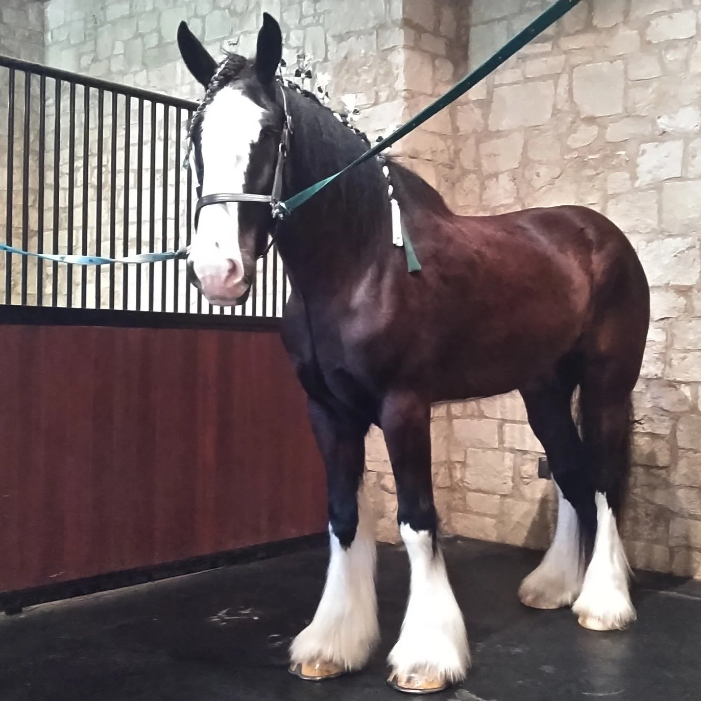 Hermann Farm's Black Shires — HERMANN FARM