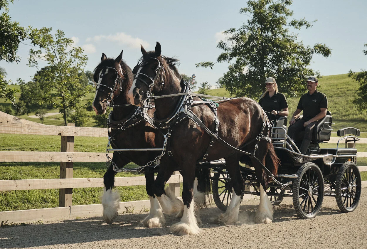 Hermann Farm's Black Shires — HERMANN FARM