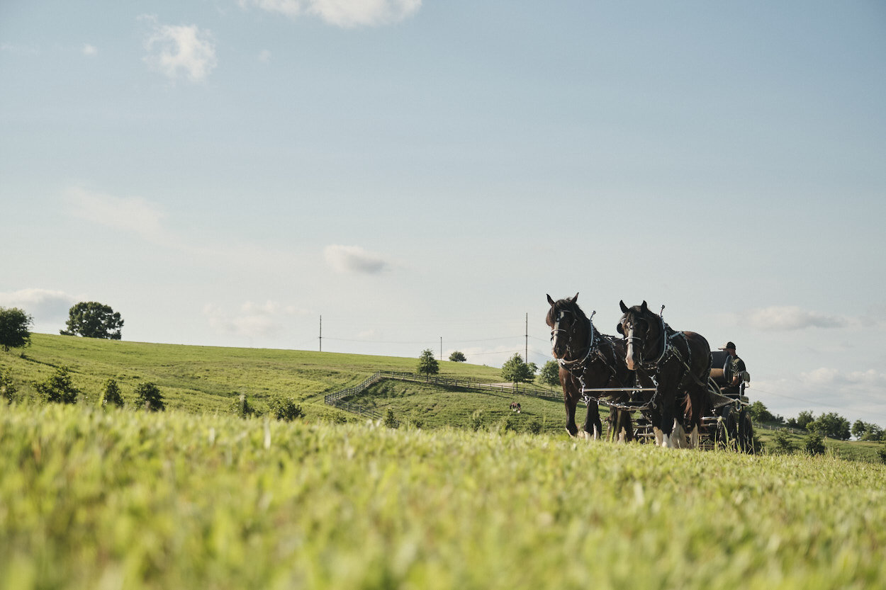 Hermann Farm's Black Shires — HERMANN FARM