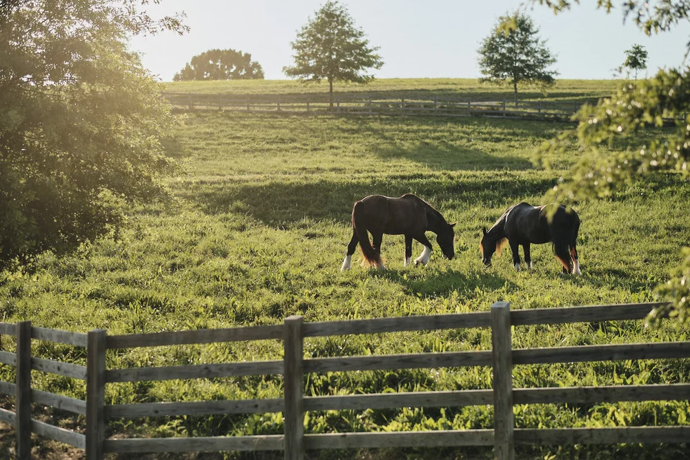Hermann Farm's Black Shires — HERMANN FARM