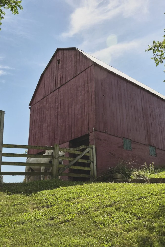 Hermann Farm's Missouri Mules — HERMANN FARM