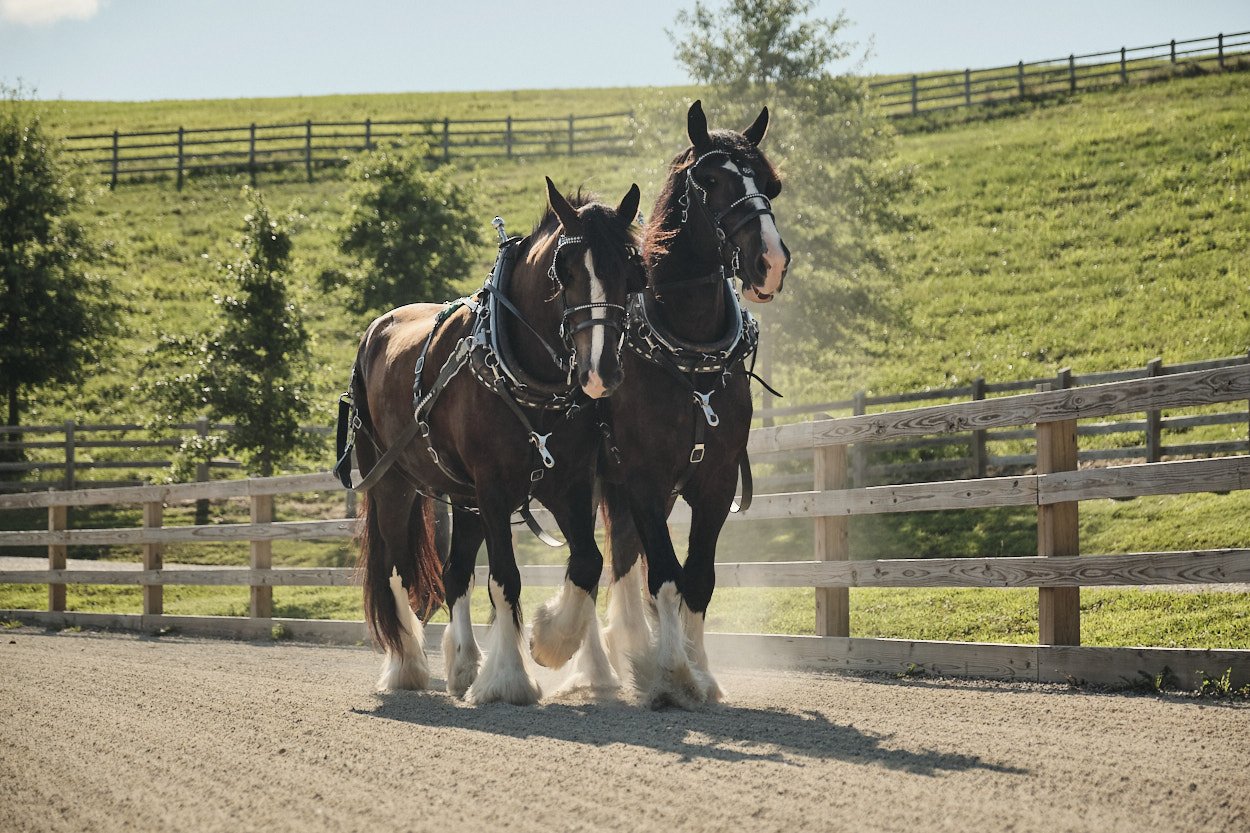 Hermann Farm's Black Shires — HERMANN FARM