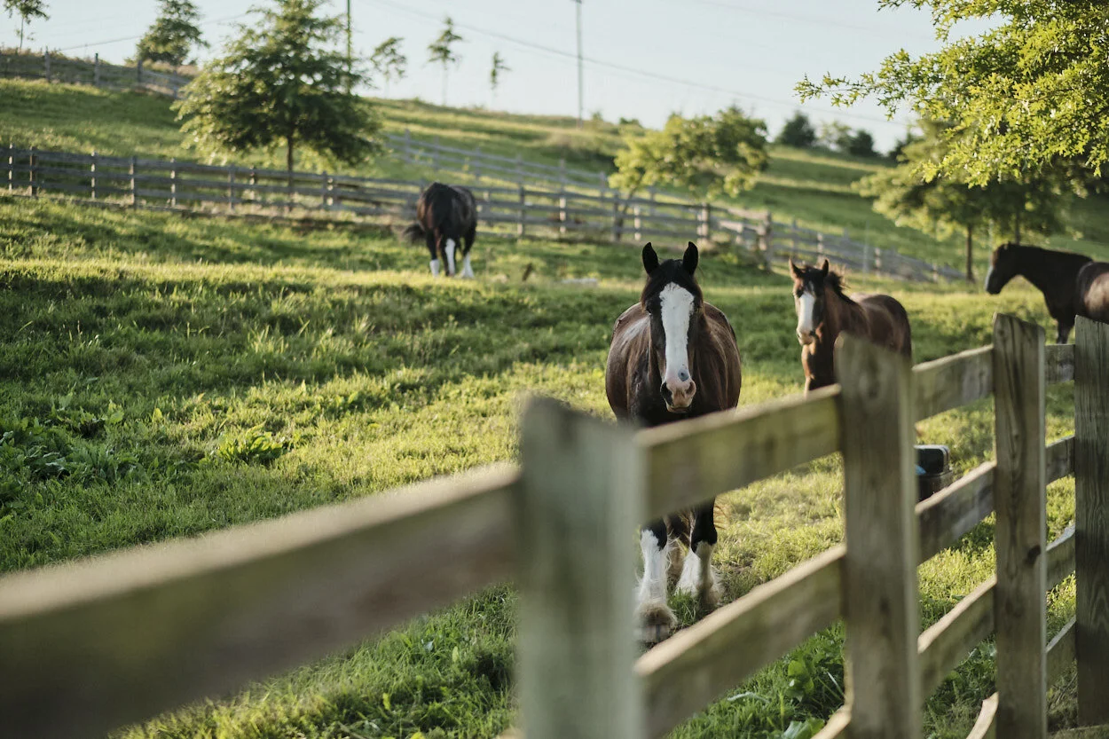 Hermann Farm's Black Shires — HERMANN FARM