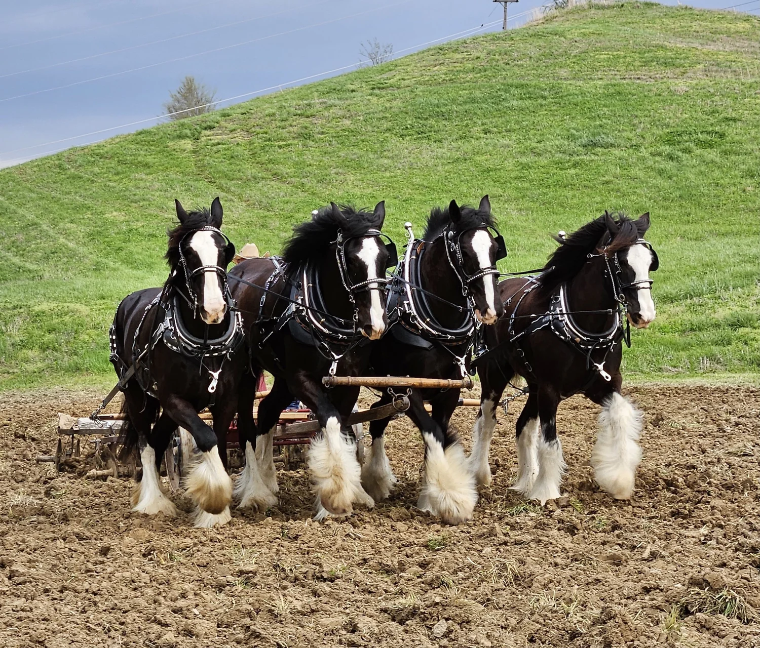 Hermann Farm's Black Shires — HERMANN FARM