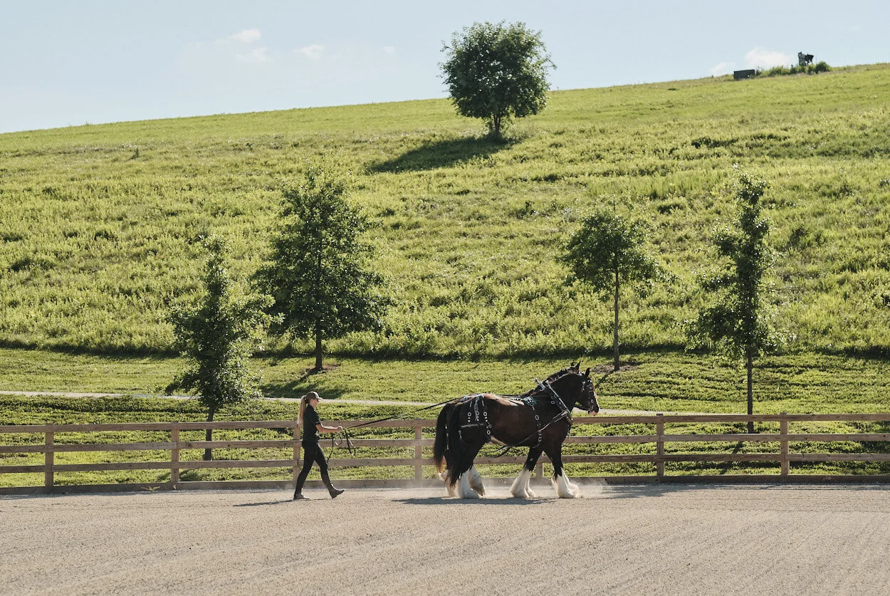 Hermann Farm's Black Shires — HERMANN FARM