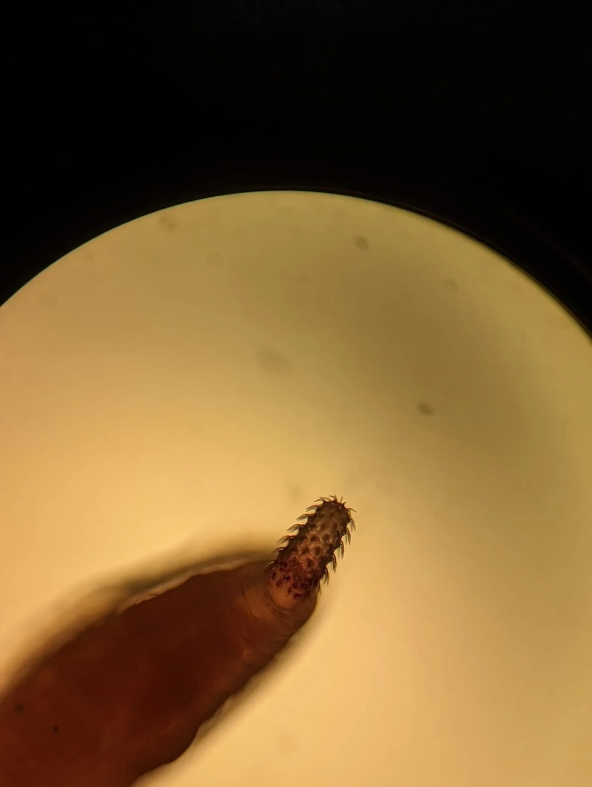 Fish Health — A.G.A. Group