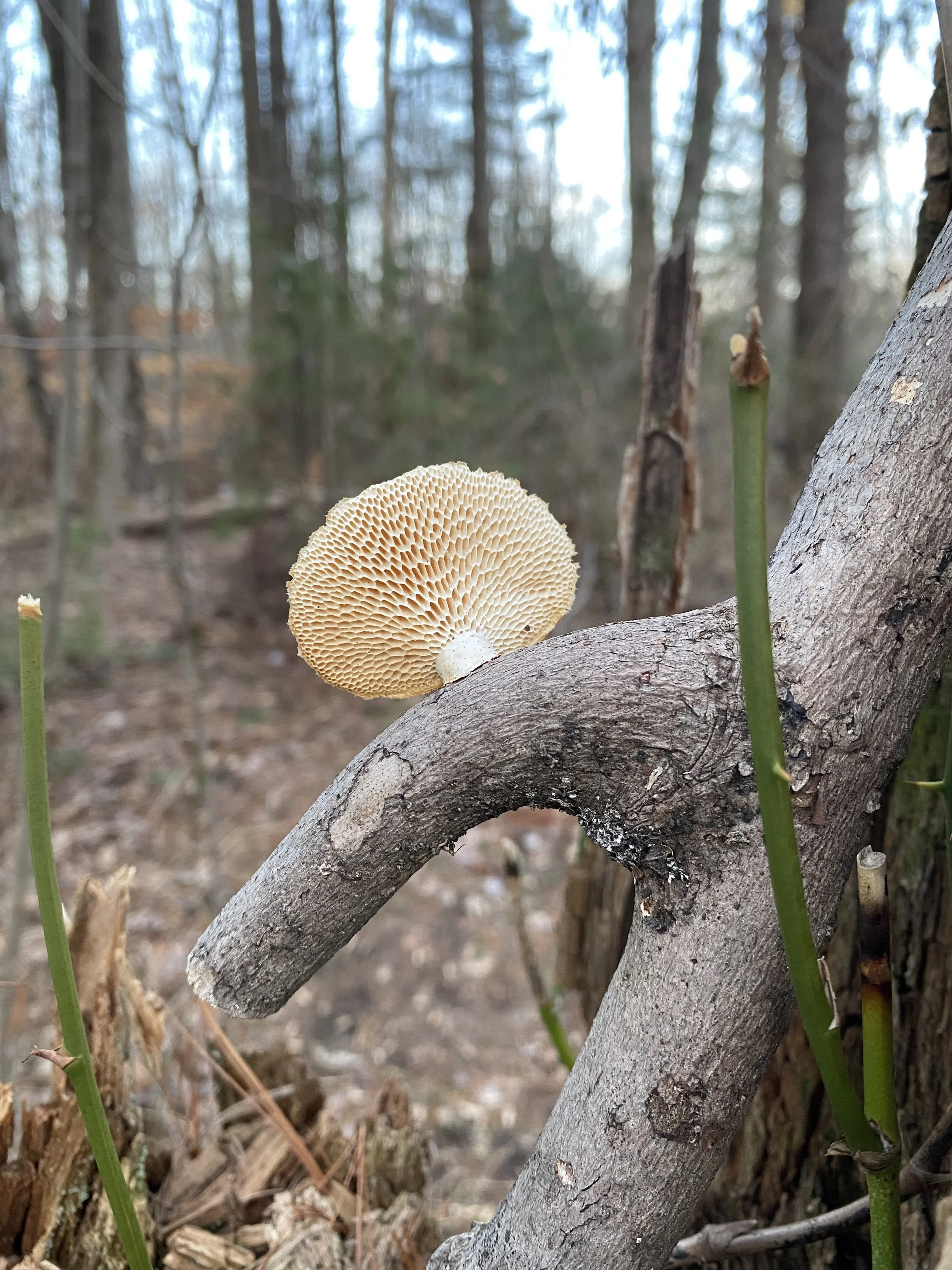 Guided Mushroom Walk with local mycologist Peter Ihnat — FOHW