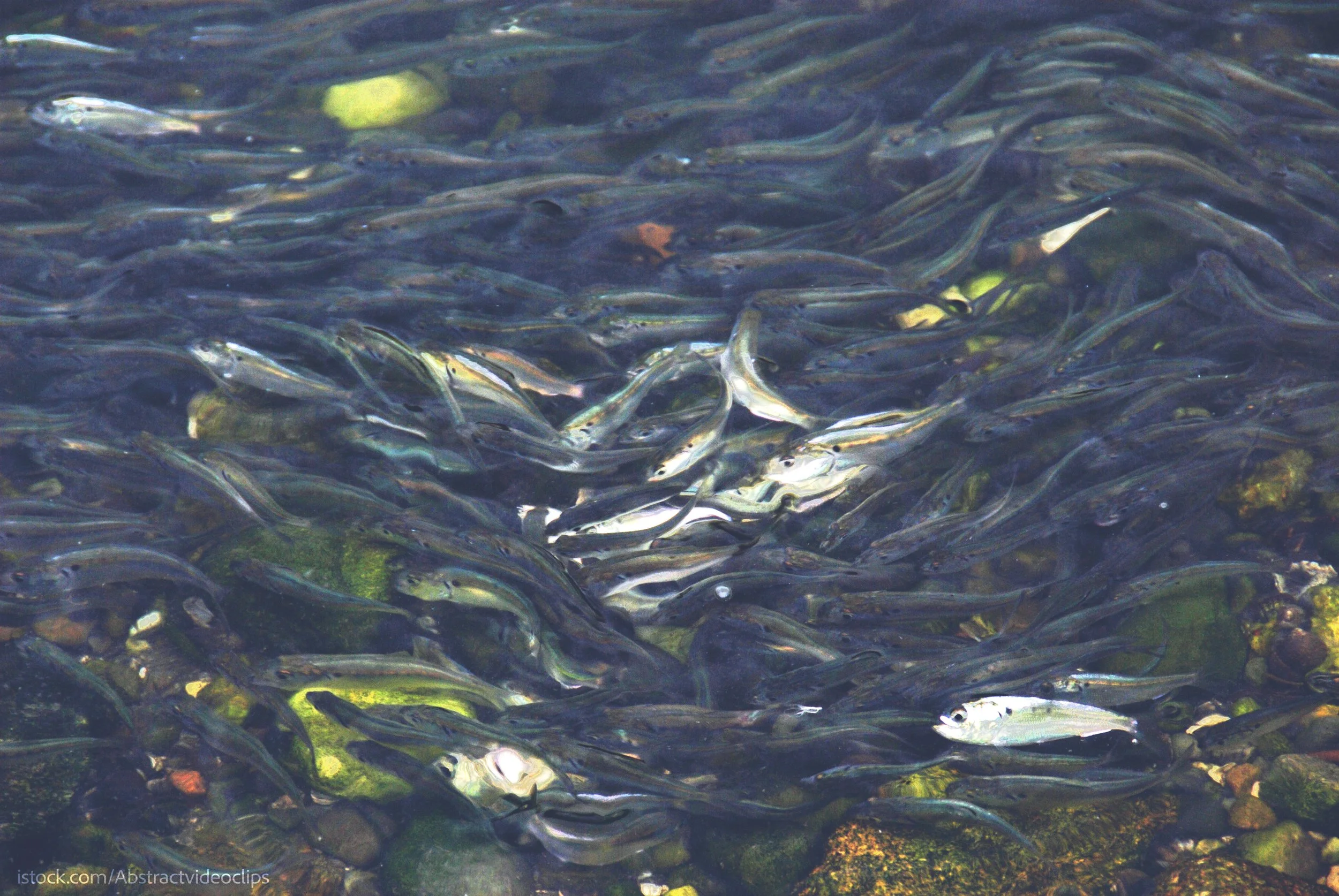 MENHADEN FISHERIES COALITION