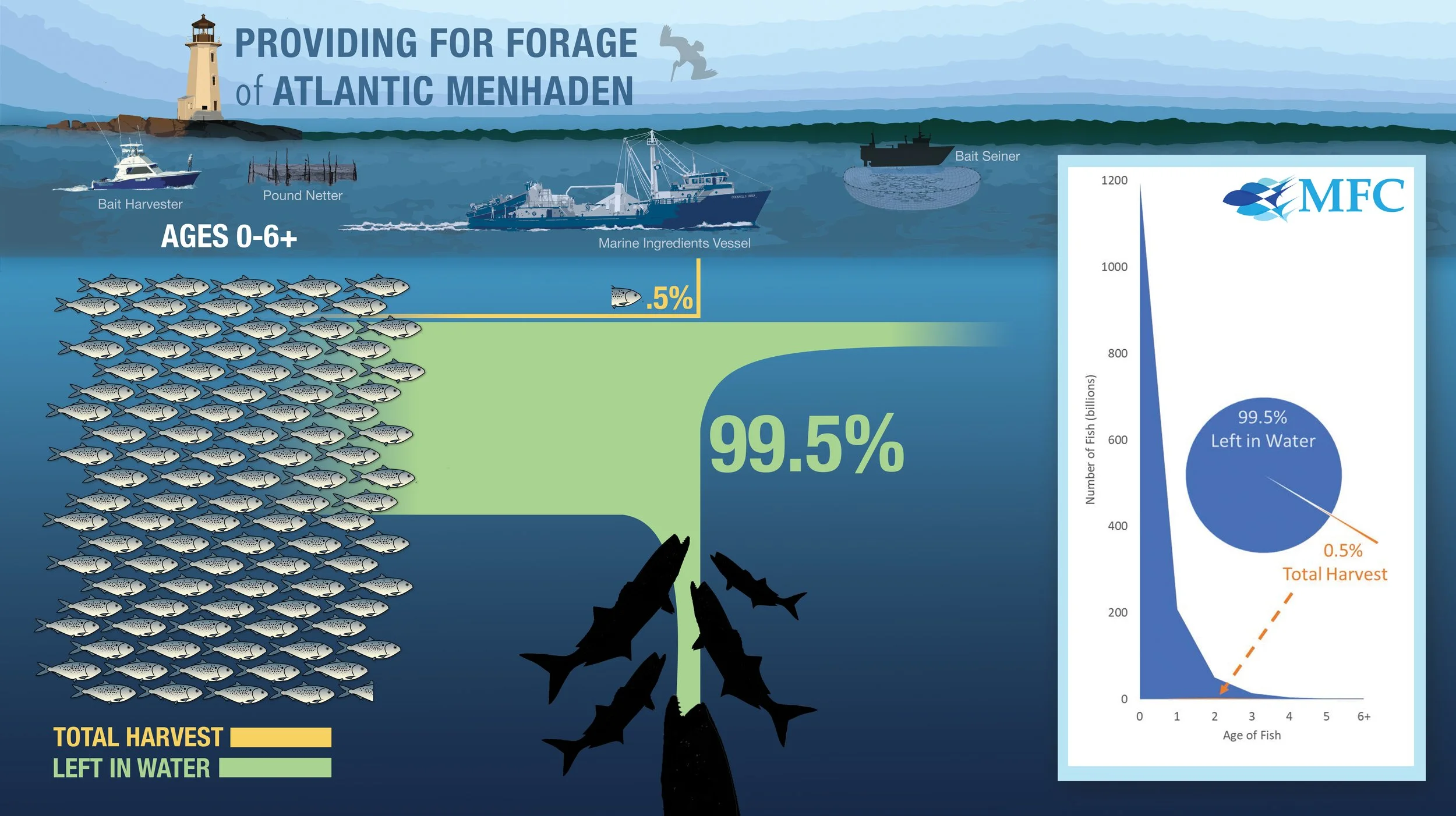 New Analysis Shows Minuscule Impact of Fishing on Atlantic Menhaden ...