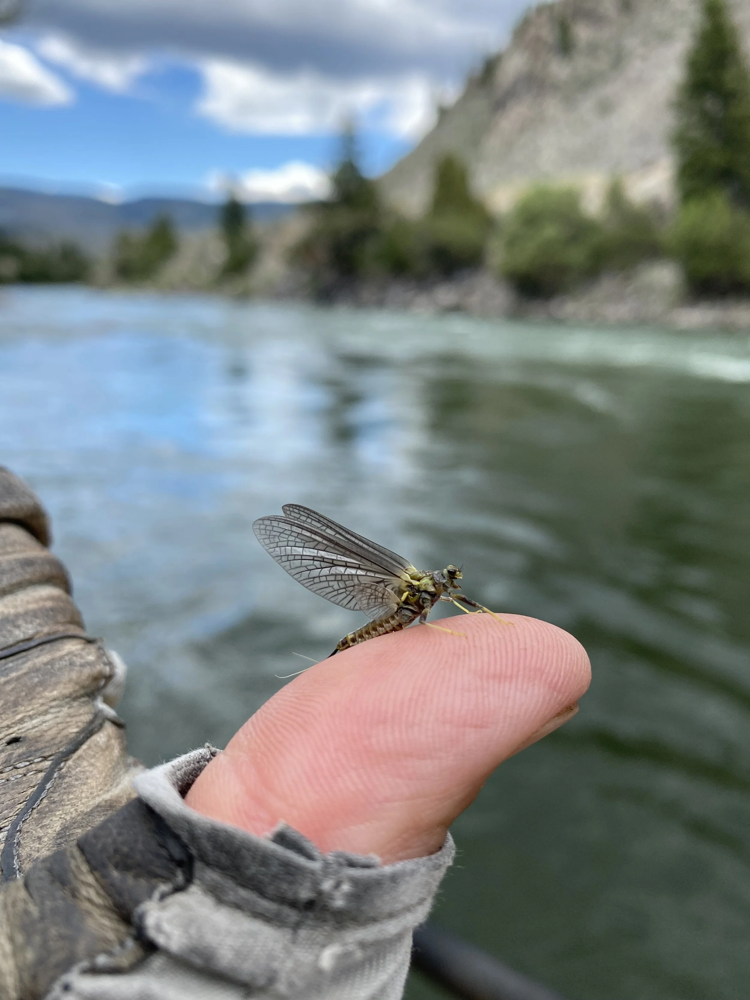 Trout Tales - Southwest Montana Fly Fishing