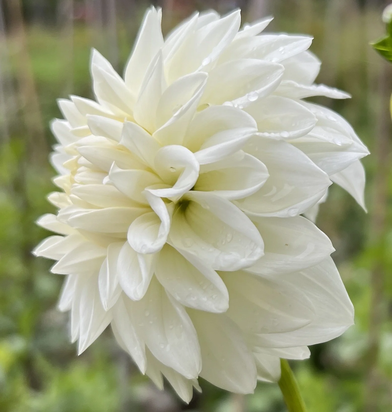 Harvesting Dahlias — FREEPORT DAHLIAS at Perseverance Farm