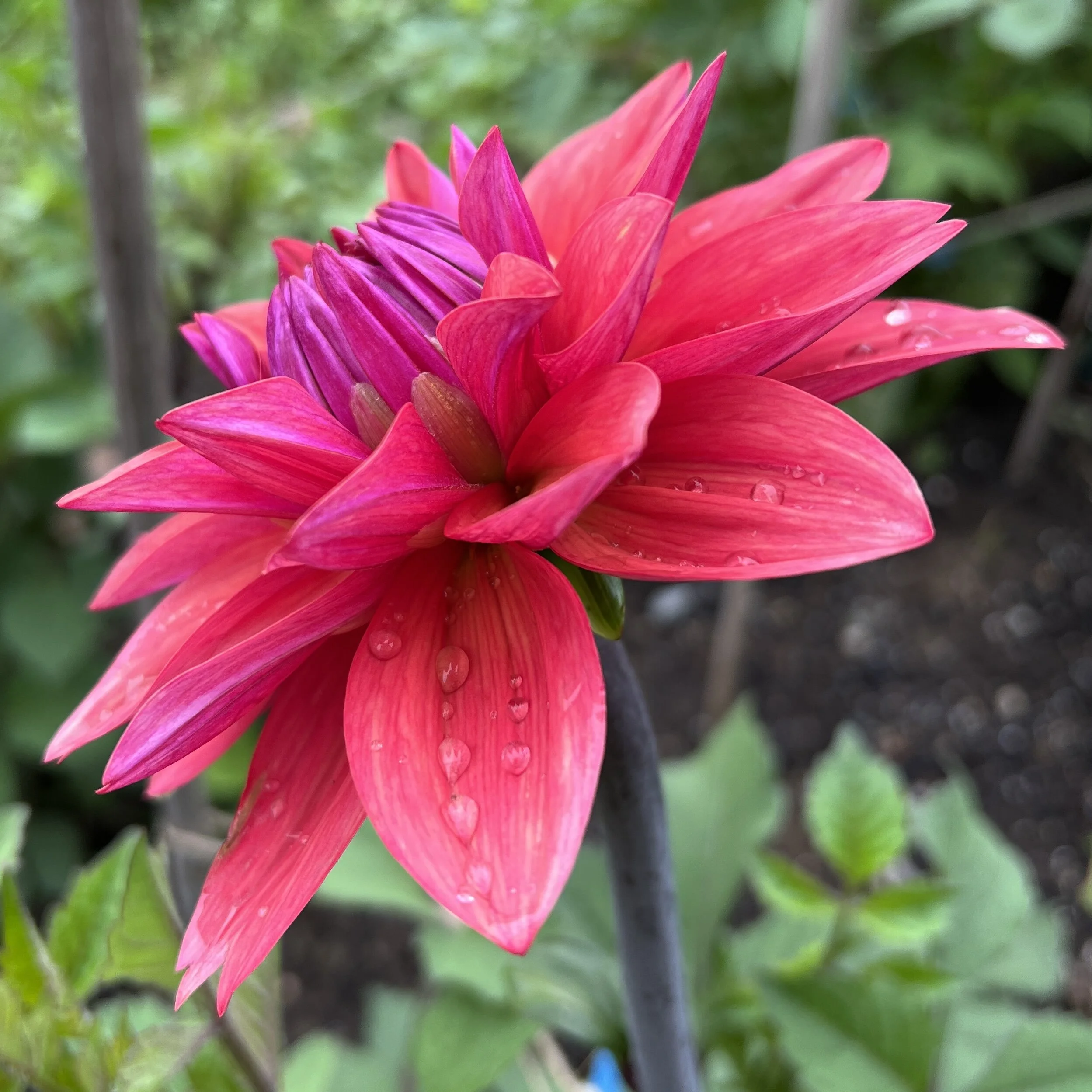 Individual Tubers + Grab Bags — FREEPORT DAHLIAS at Perseverance Farm