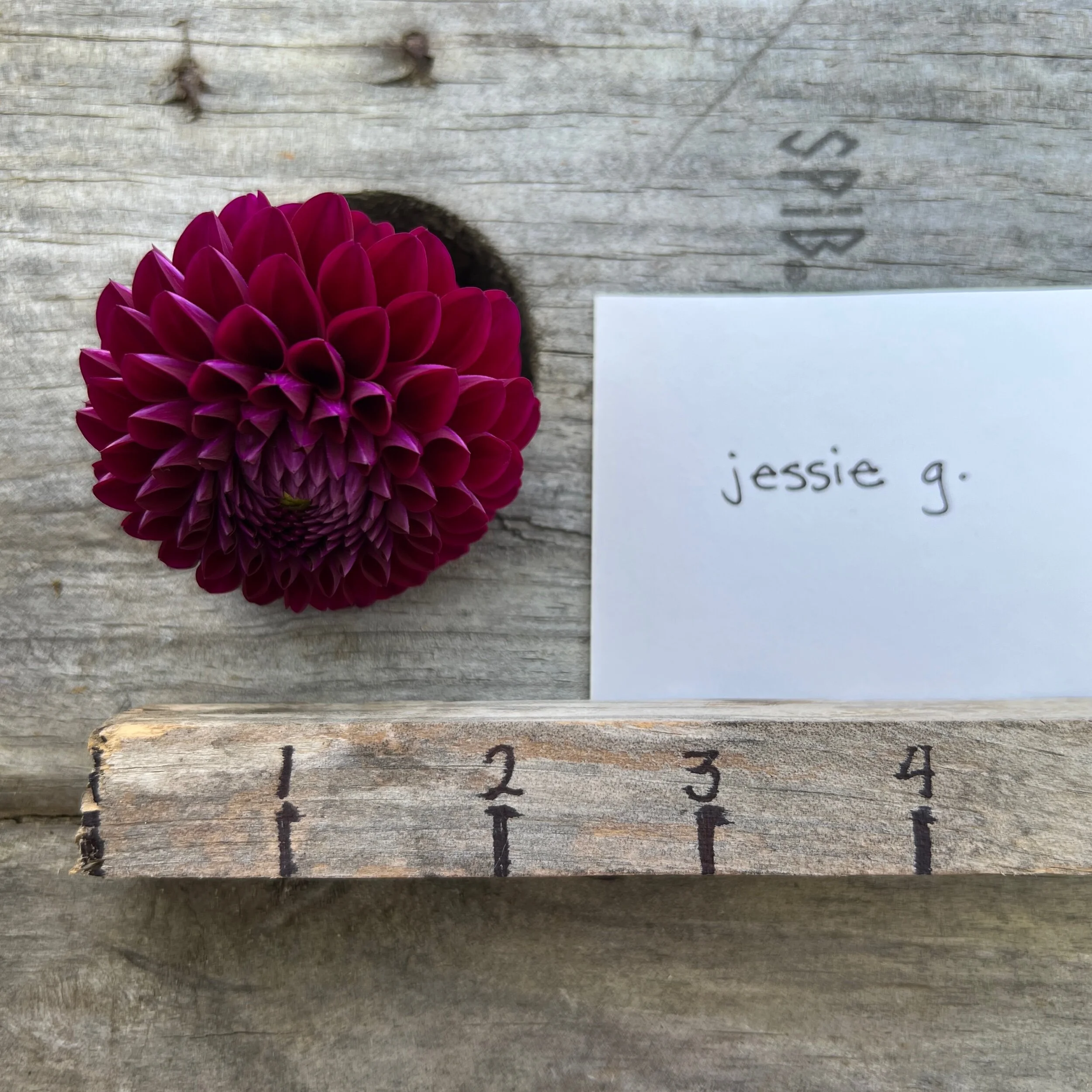 Individual Tubers + Grab Bags — FREEPORT DAHLIAS at Perseverance Farm