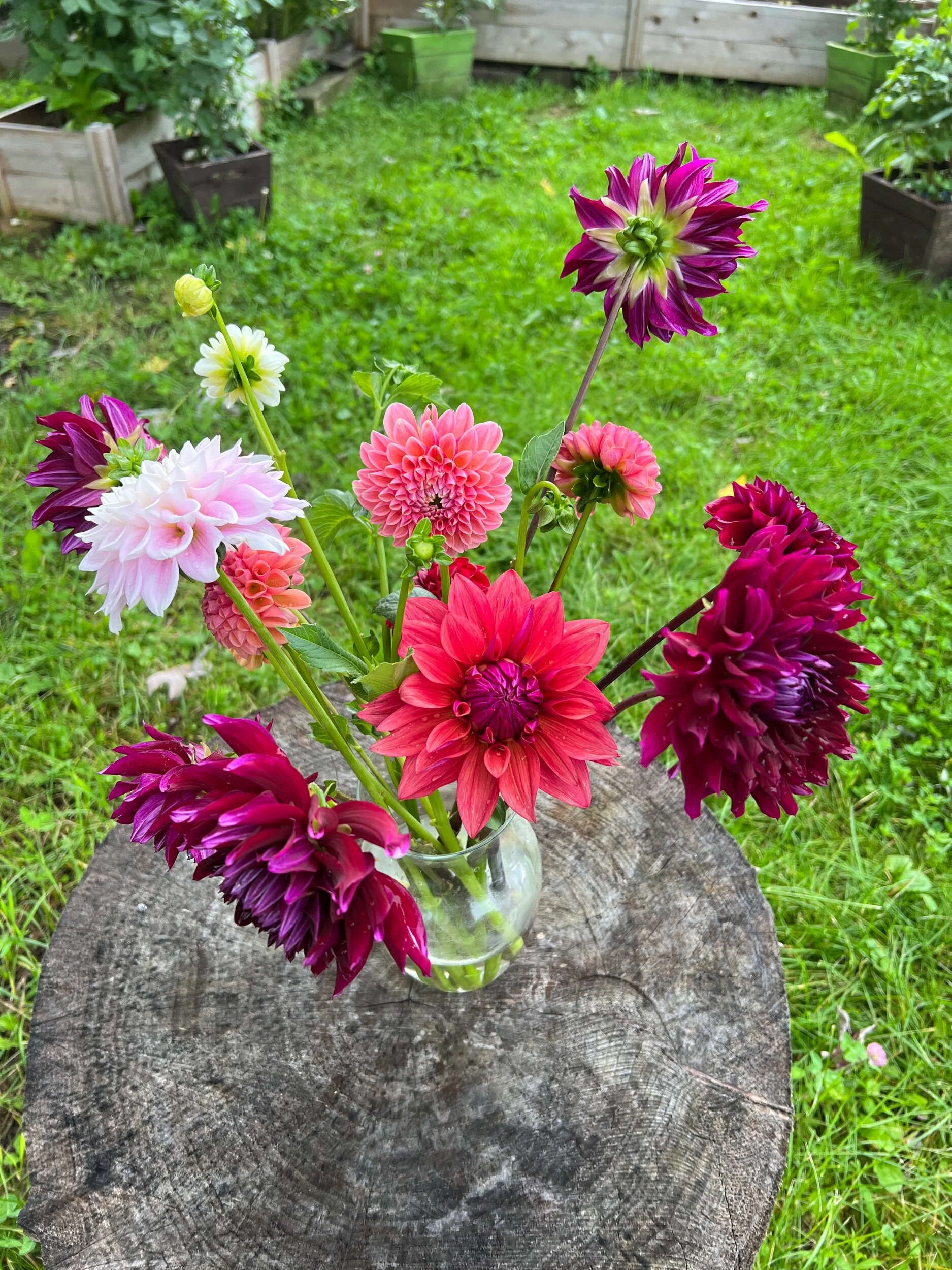 Individual Tubers + Grab Bags — FREEPORT DAHLIAS at Perseverance Farm