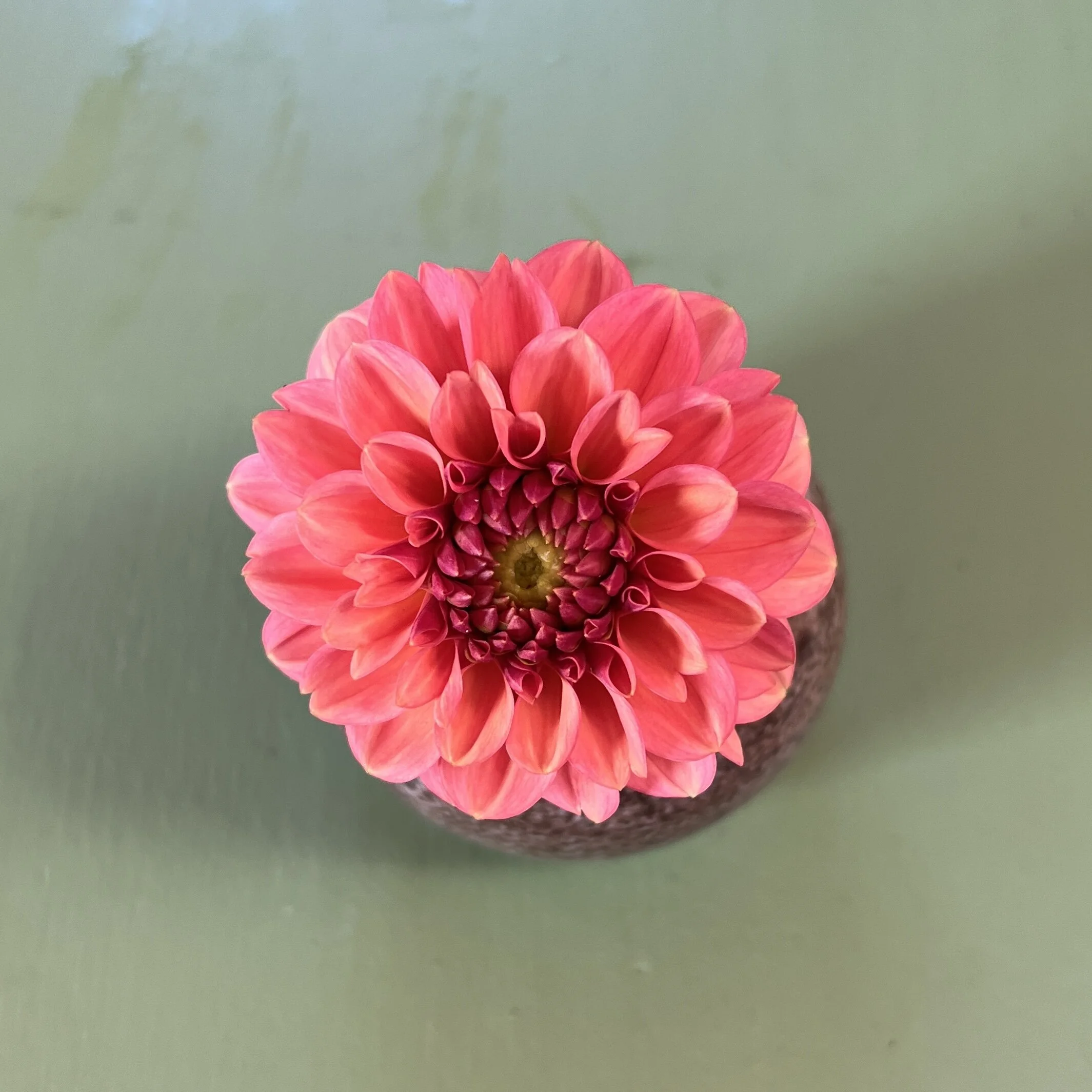 Store 1 — FREEPORT DAHLIAS at Perseverance Farm