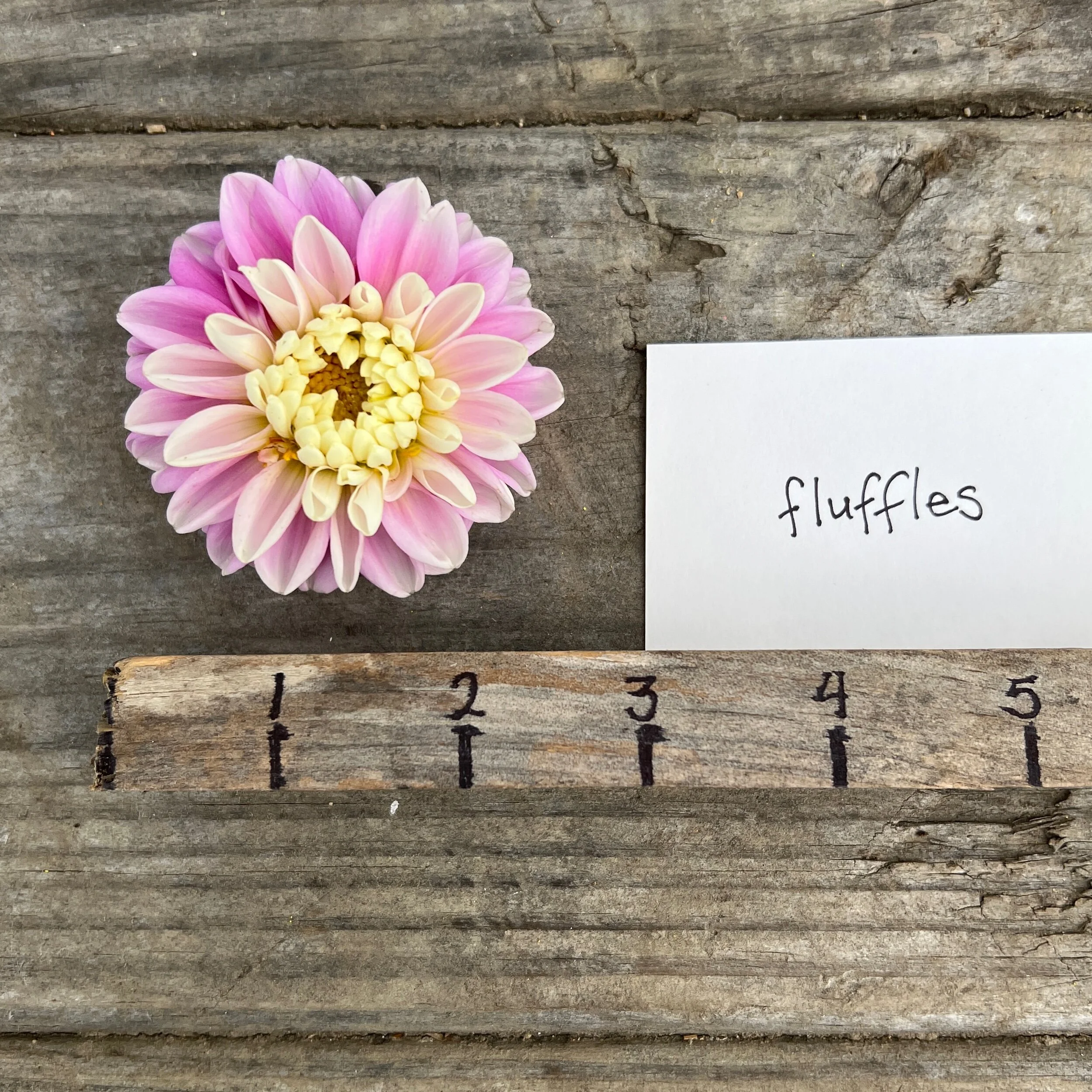 Store 1 — FREEPORT DAHLIAS at Perseverance Farm