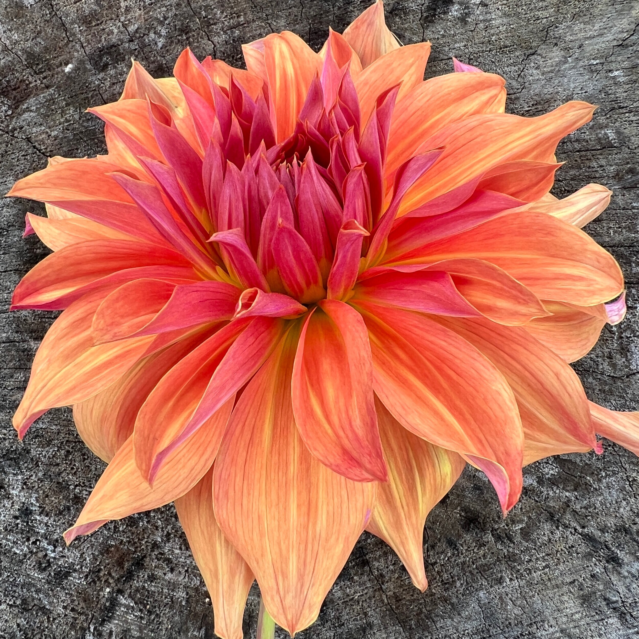 Individual Tubers + Grab Bags — FREEPORT DAHLIAS at Perseverance Farm
