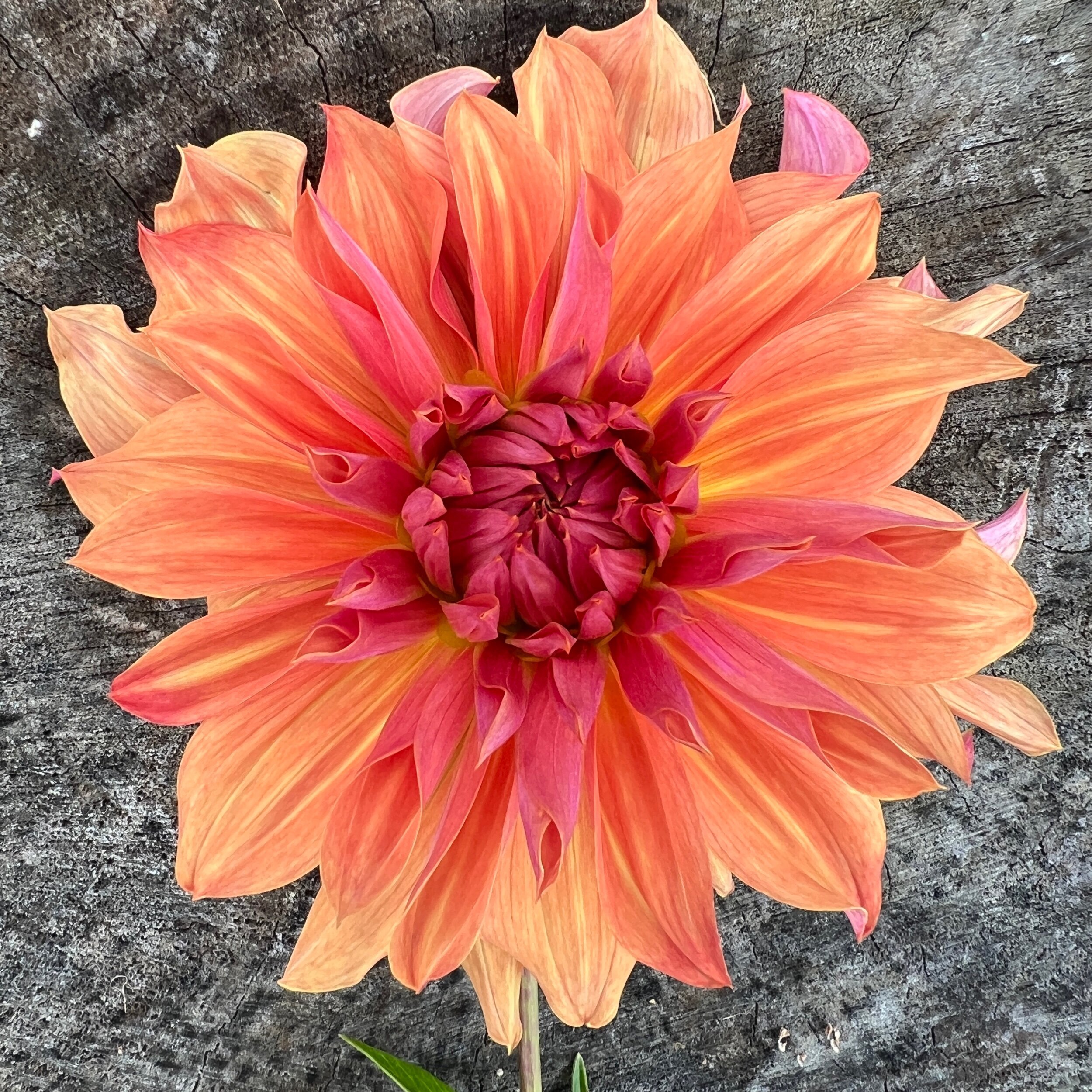 Individual Tubers + Grab Bags — FREEPORT DAHLIAS at Perseverance Farm