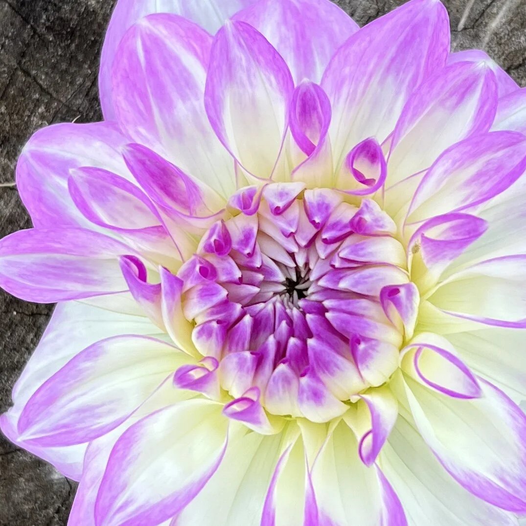 Store 1 — FREEPORT DAHLIAS at Perseverance Farm