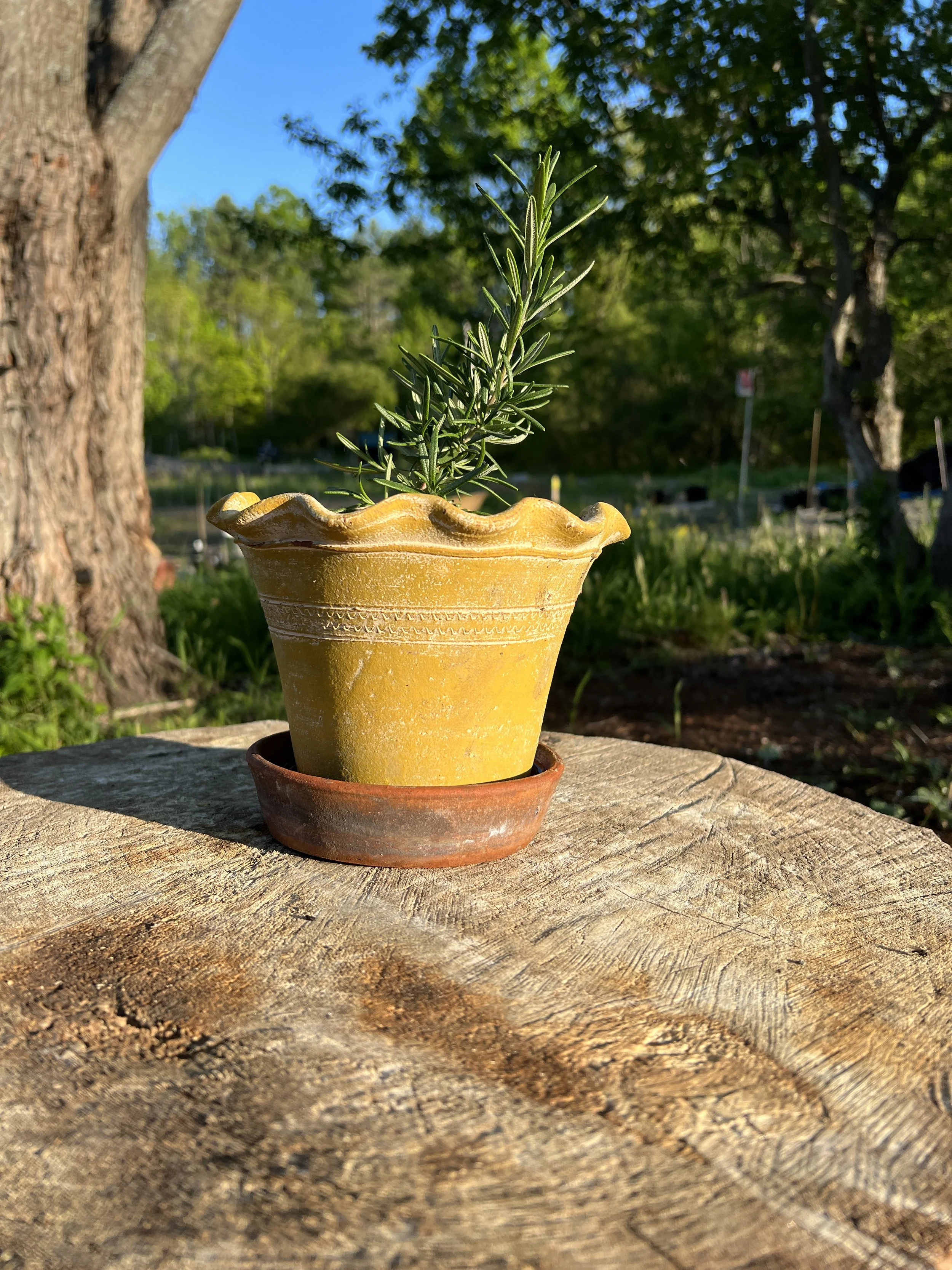 Online Learning — FREEPORT DAHLIAS at Perseverance Farm