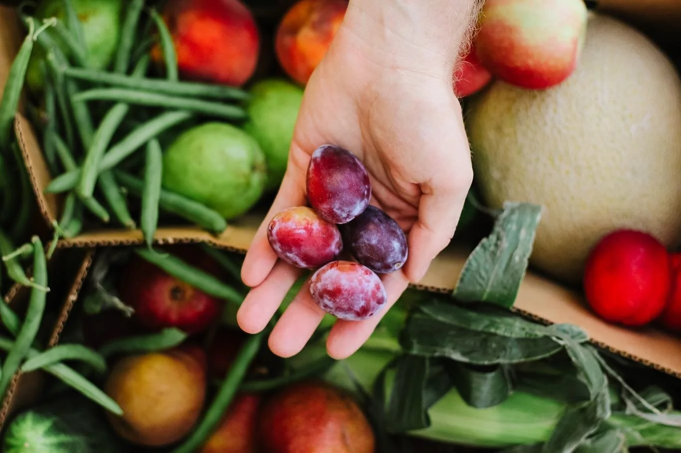 Tagge's Famous Fruit & Veggie Farms