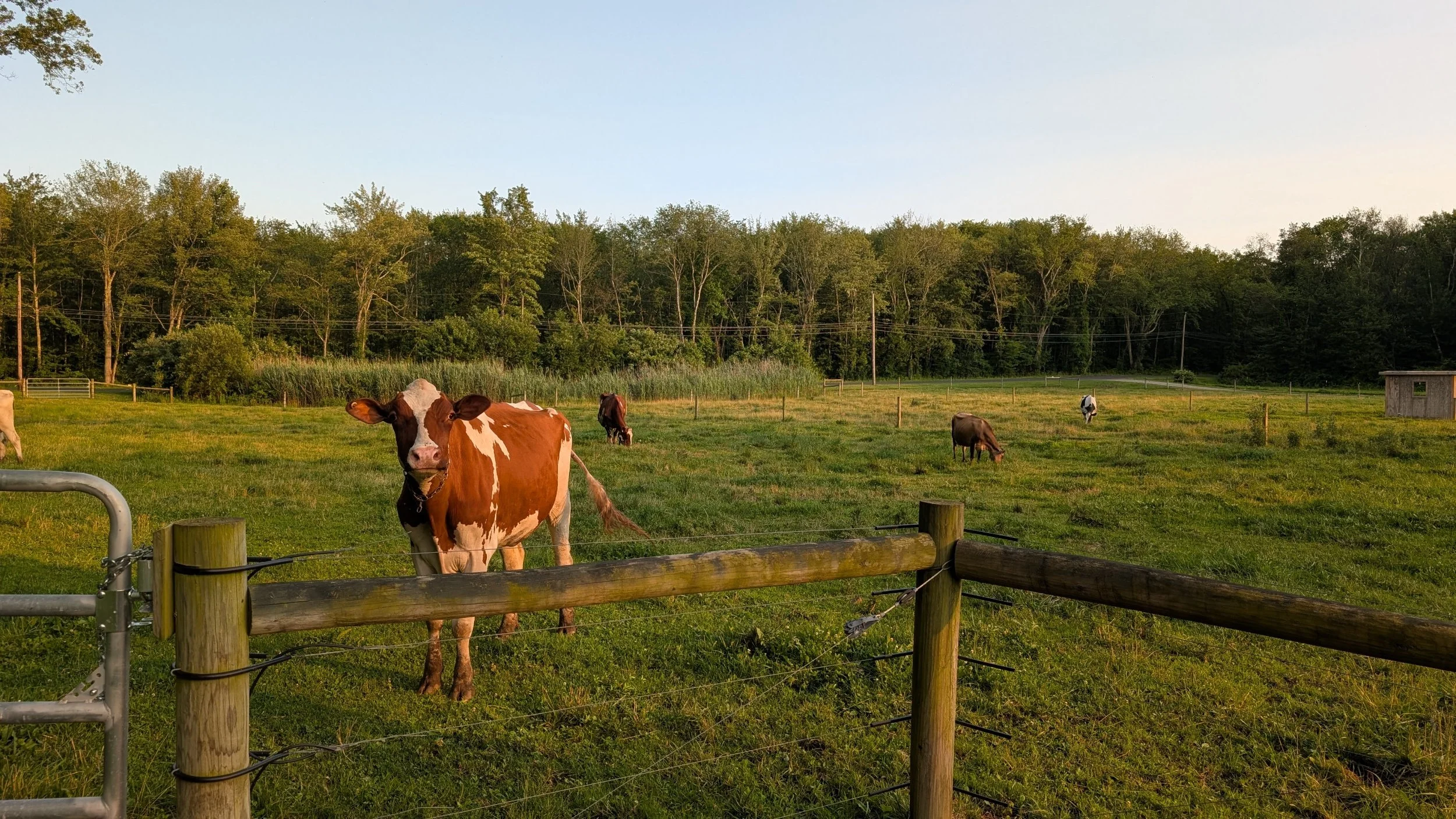Shaggy Coos Farm