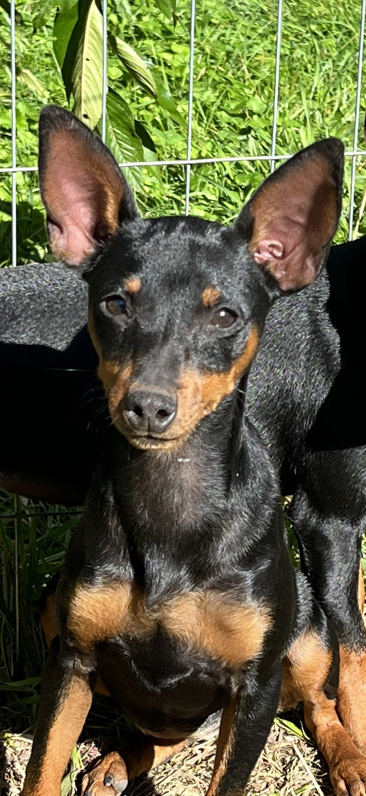 Min Pin Puppies — MinPins.org