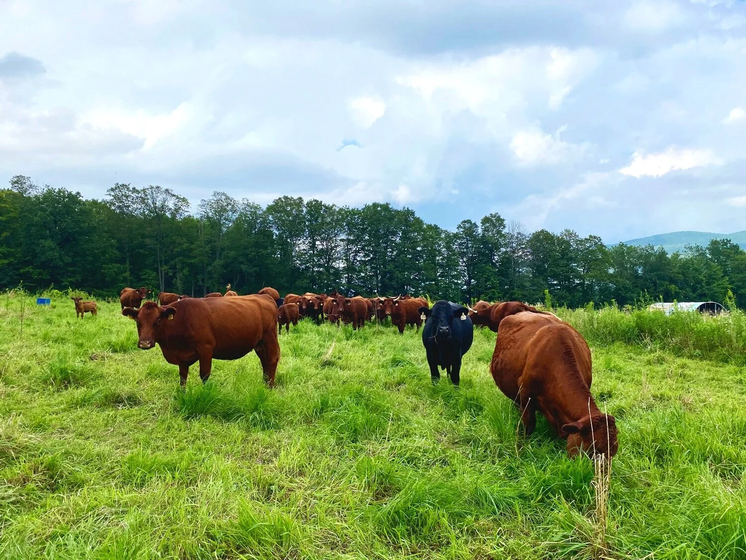 Local Meat Processing Support Program — Berkshire Ag Ventures