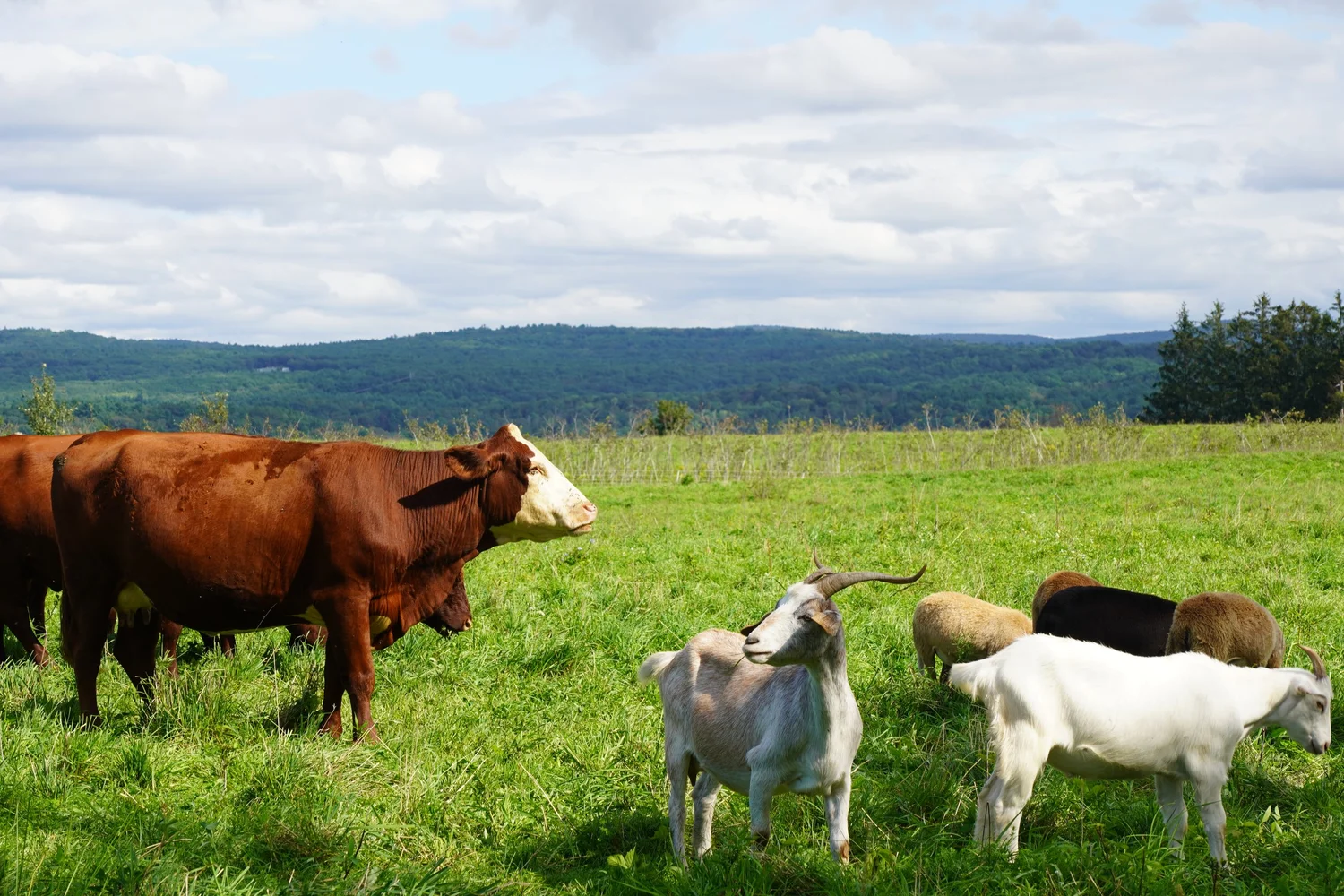 Local Meat Processing Resources — Berkshire Agricultural Ventures