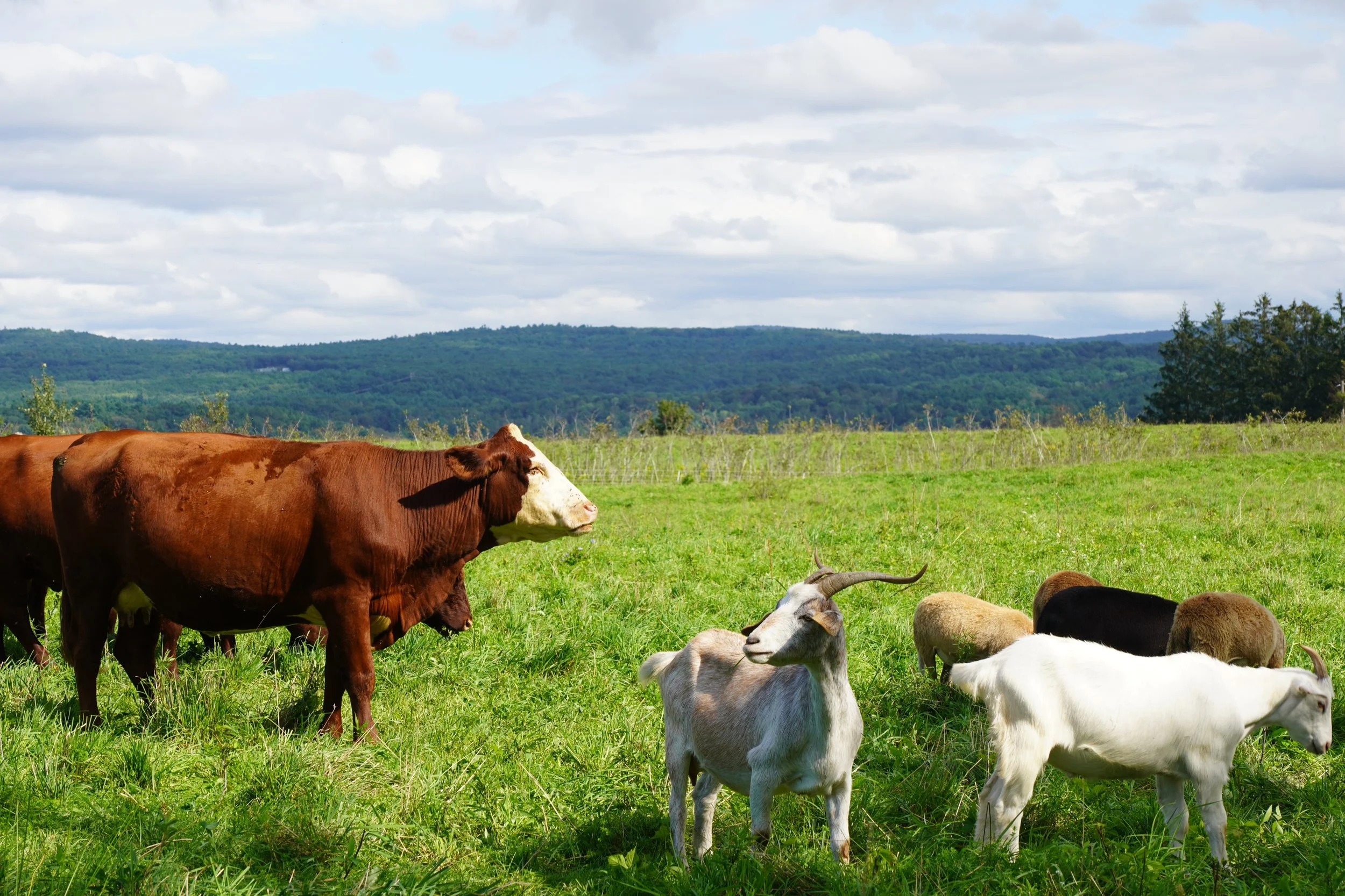Local Meat Processing Resources — Berkshire Agricultural Ventures