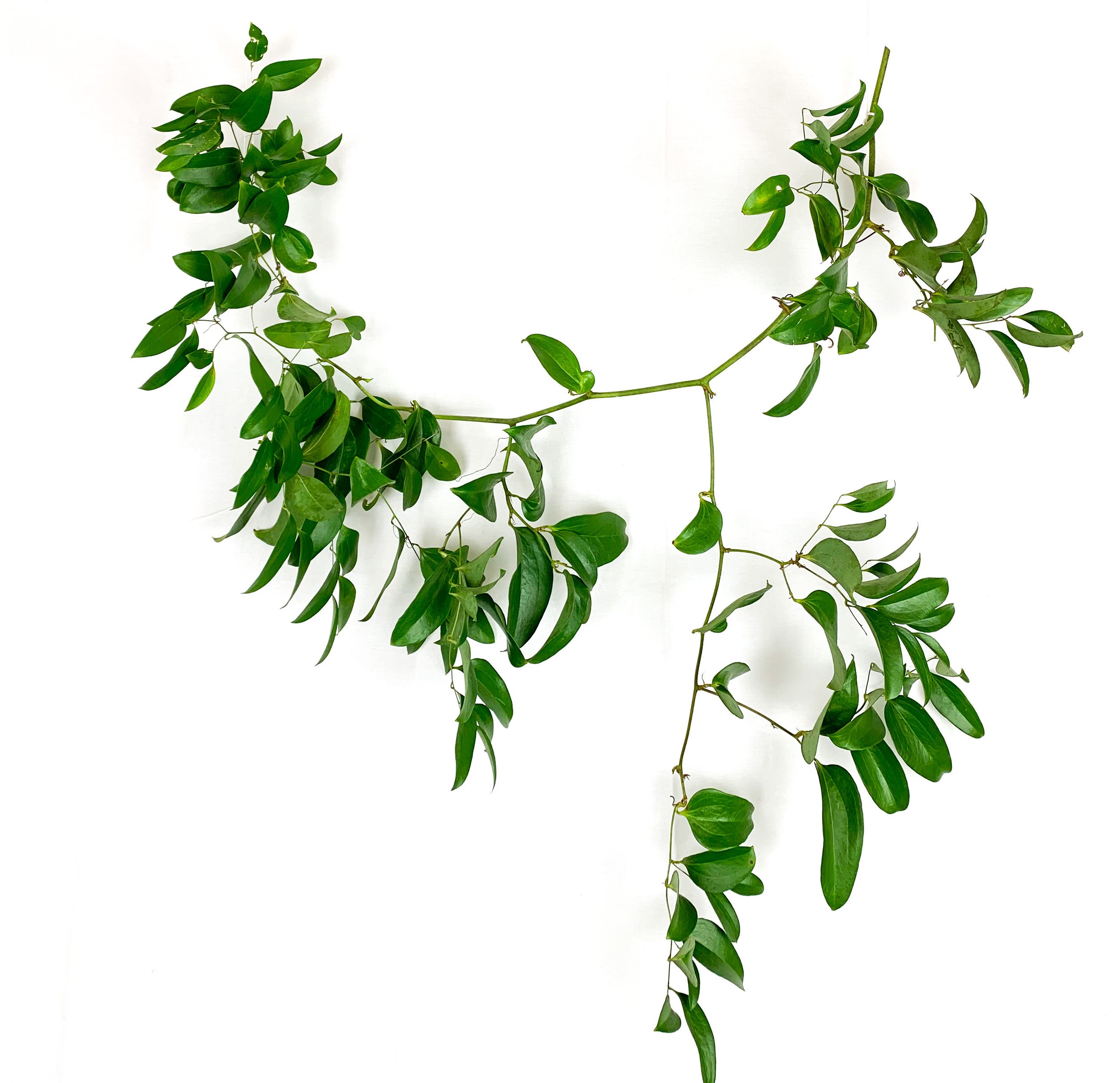 Greenbrook Smilax Farm