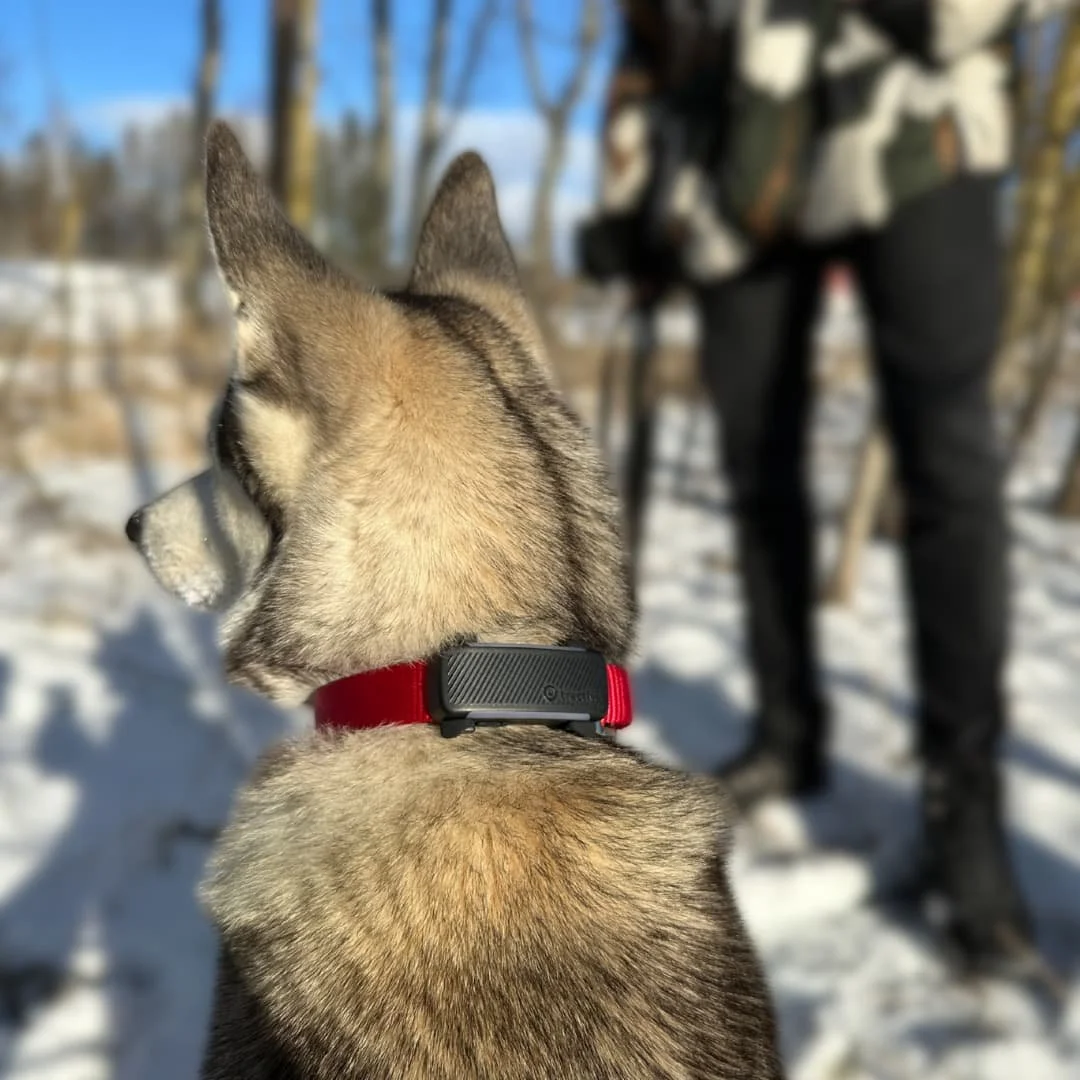 New Tractive Dog 6 dog gps tracker review — Pocket Puppy School