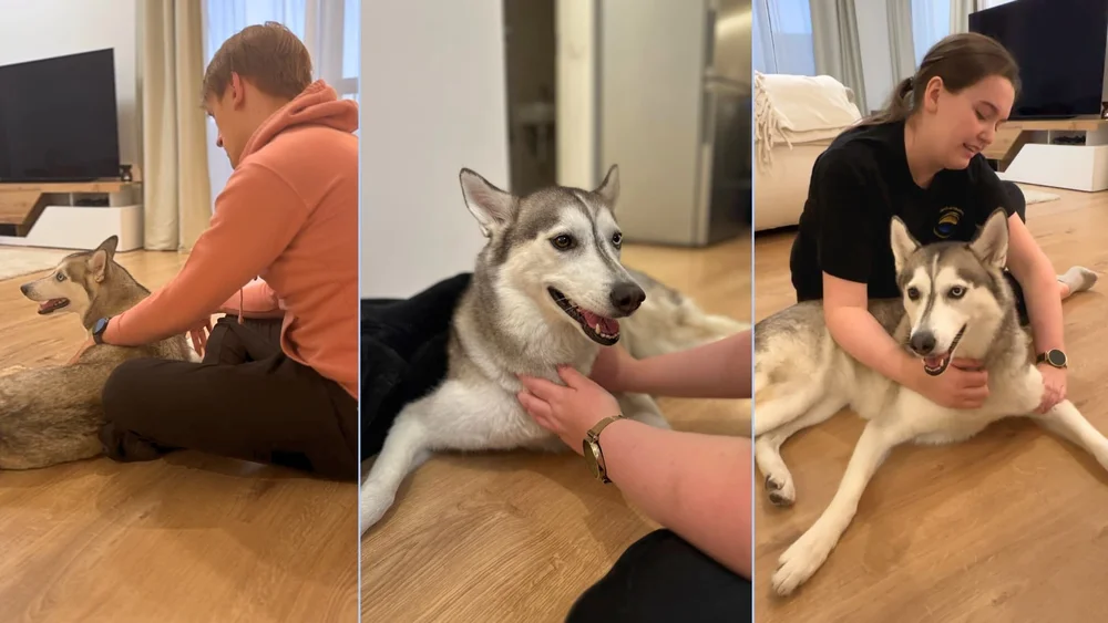 What is dog massage therapy? — Pocket Puppy School