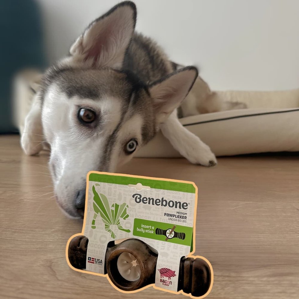 Are Benebones Safe for Dogs? Safety Tip for Dog Owners (2026) — Pocket ...