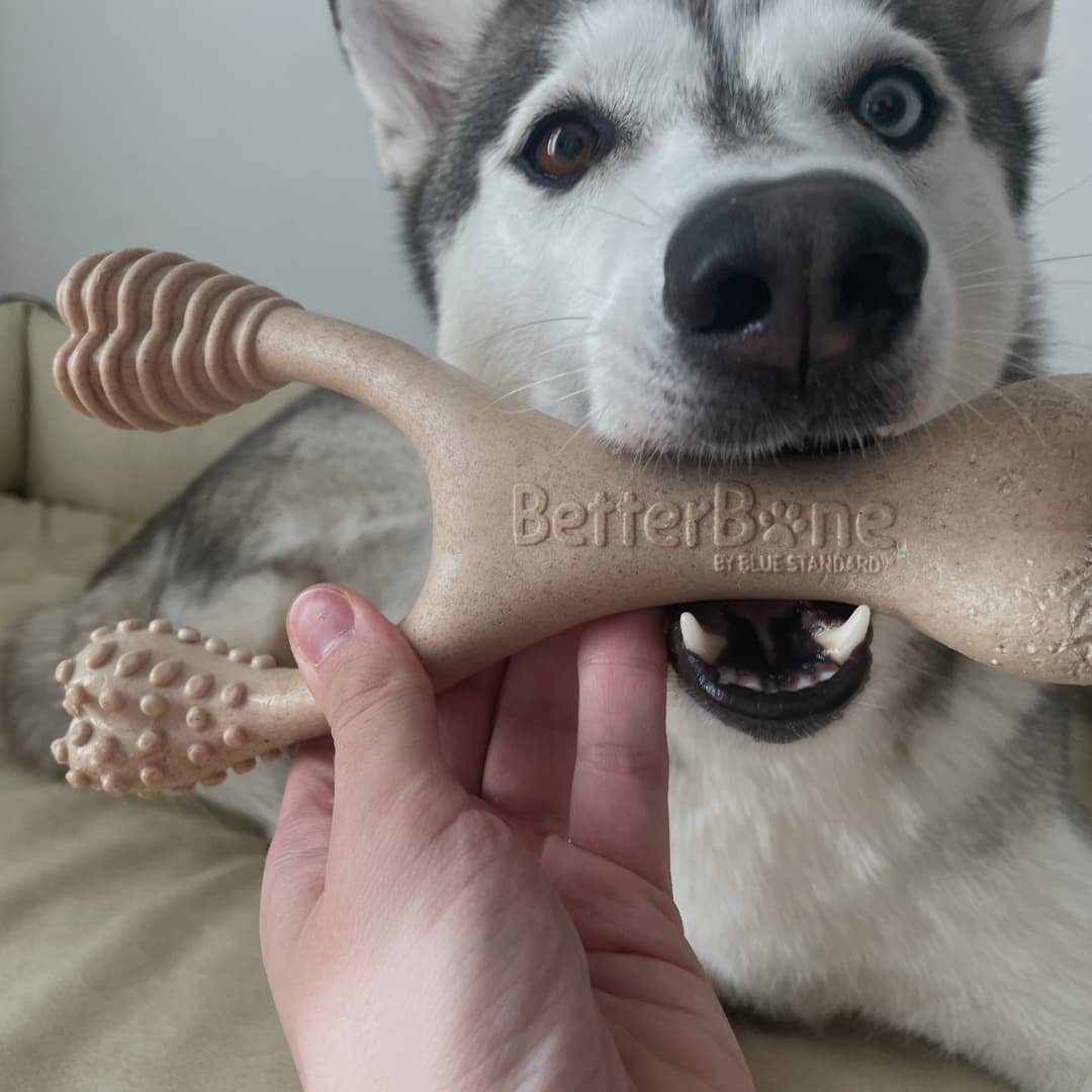 Betterbone vs Benebone - safe dog chew toy options — Pocket Puppy School