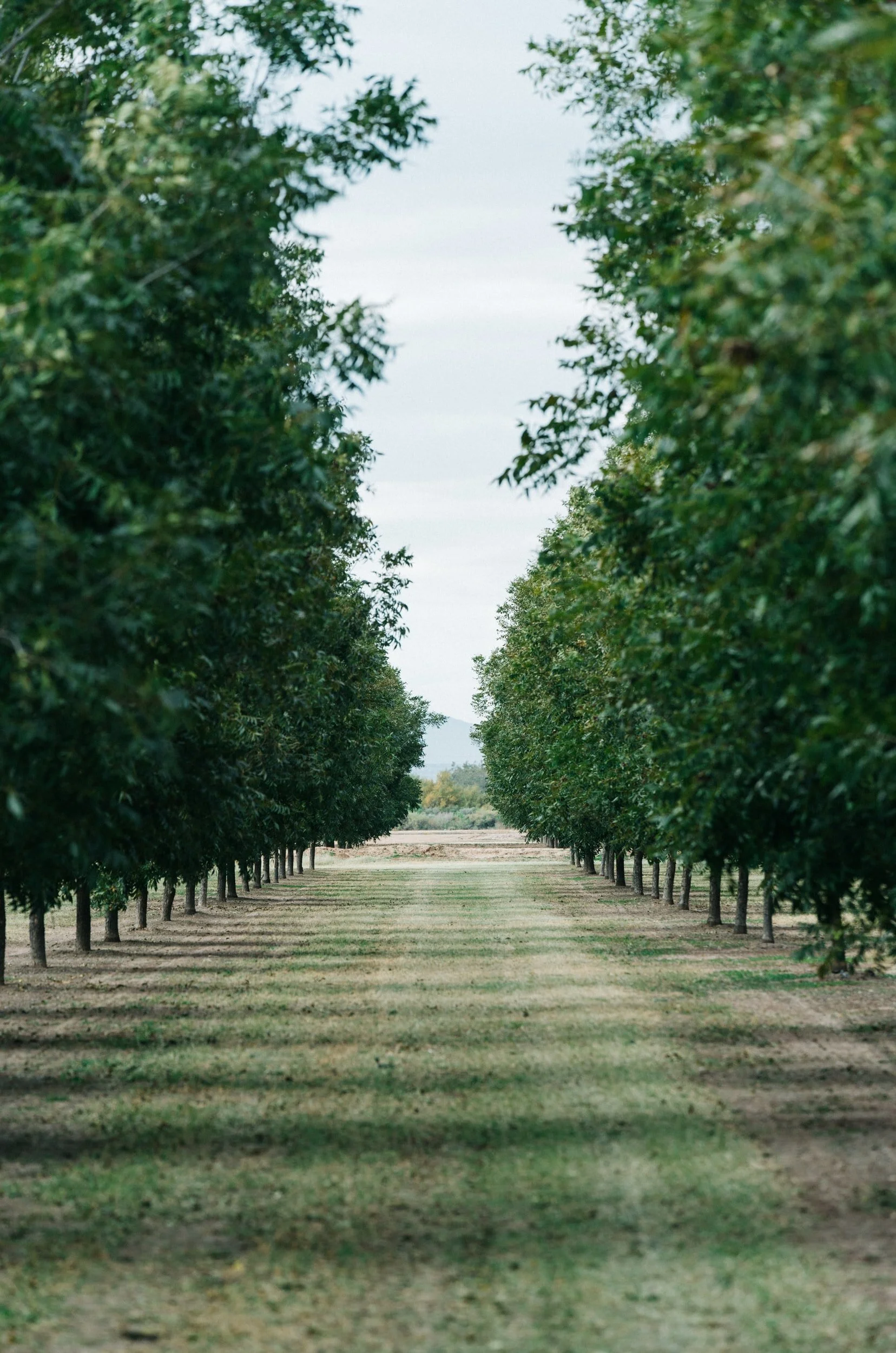 About — Canopy Capital Strategies